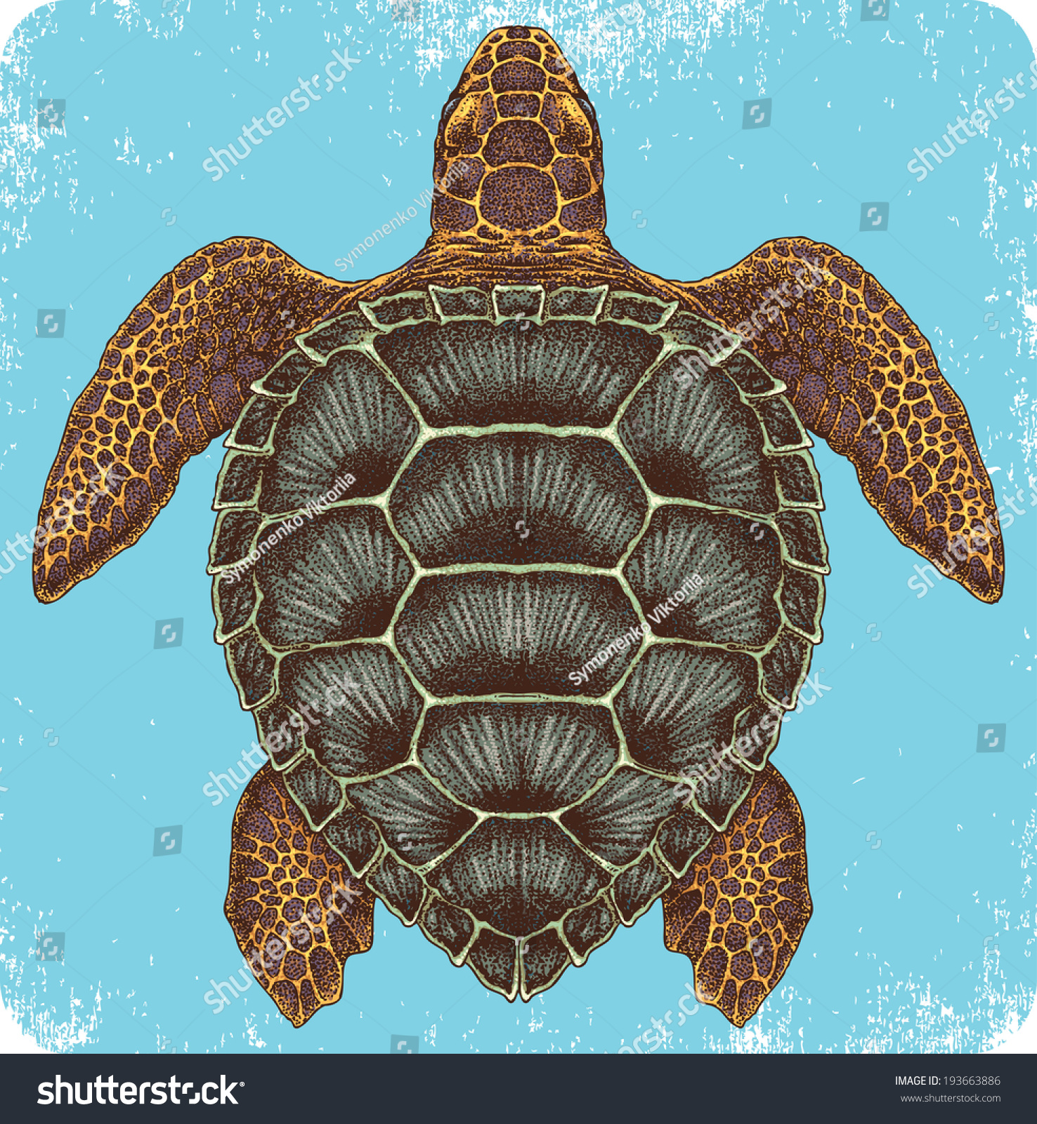 Hand Drawn Sea Turtle Stock Vector 193663886 - Shutterstock