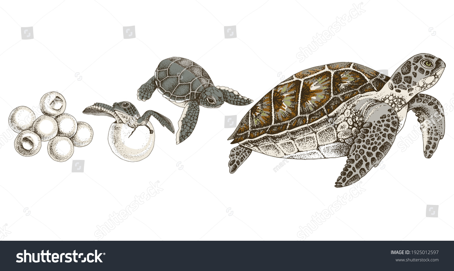 133 Baby turtles hatching Stock Illustrations, Images & Vectors ...