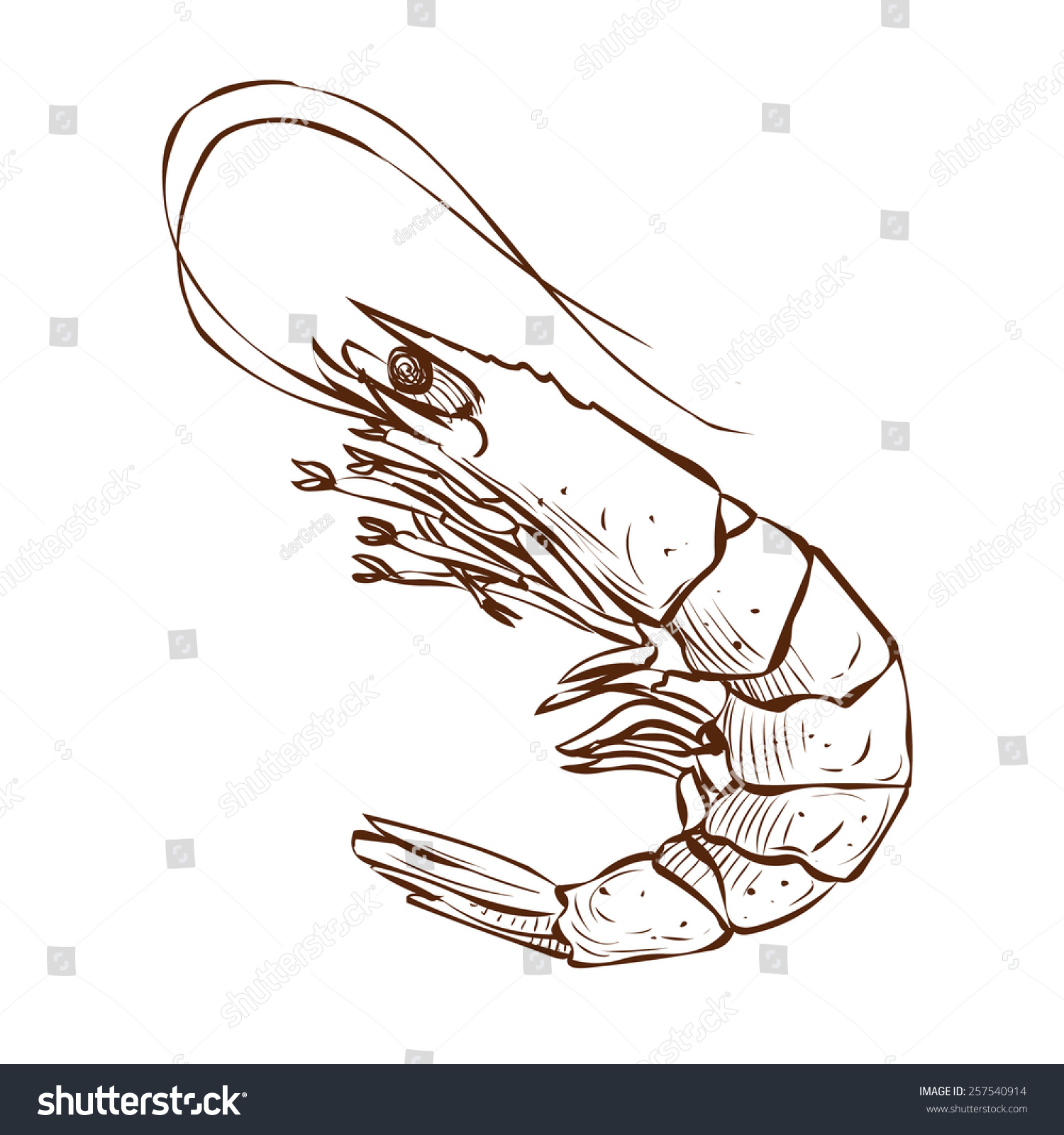 Hand Drawn Shrimp Vector Illustration Stock Vector 257540914 - Shutterstock