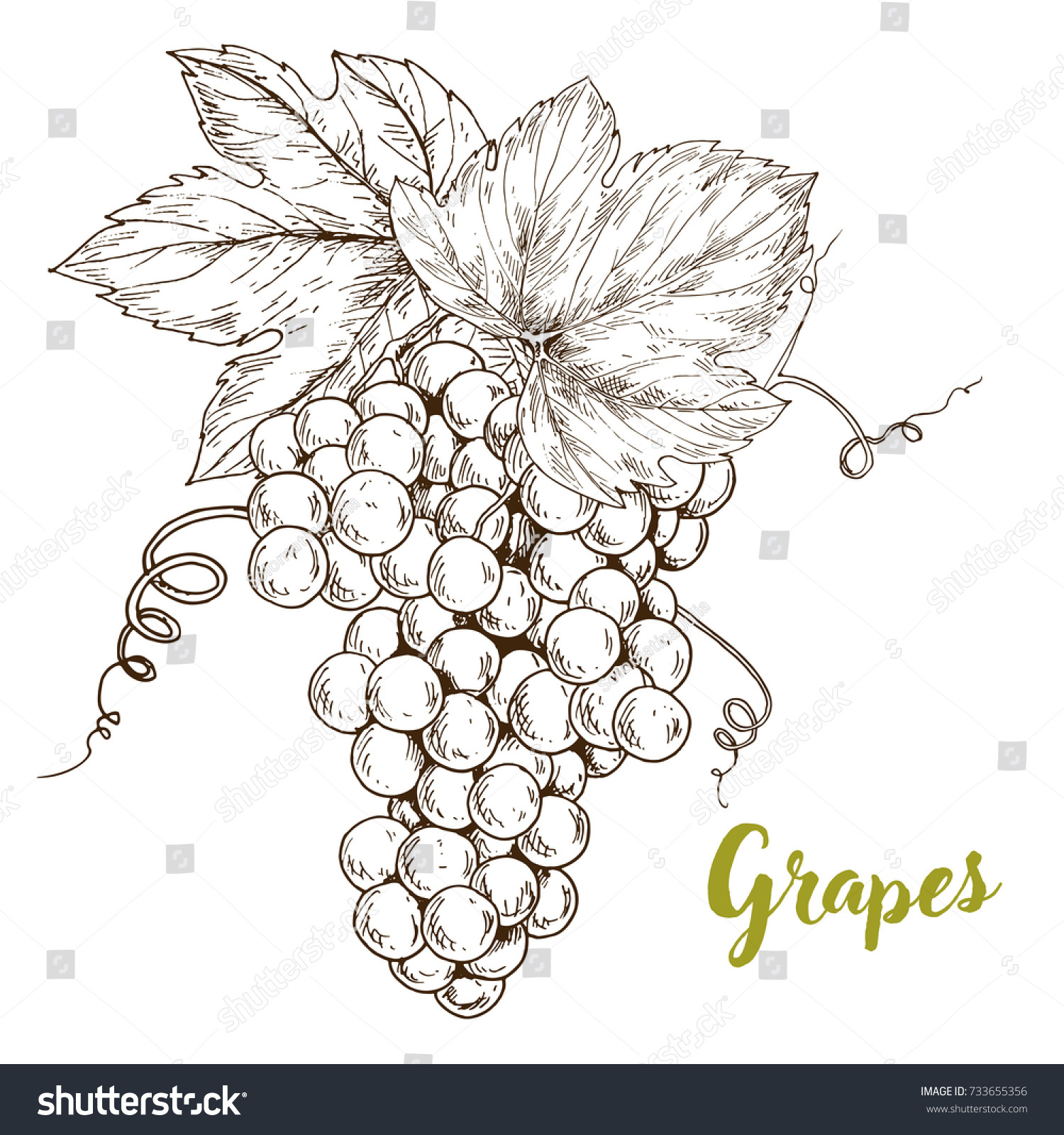 Hand Drawn Sketch Vector Illustration Stock Vector (Royalty Free) 733655356