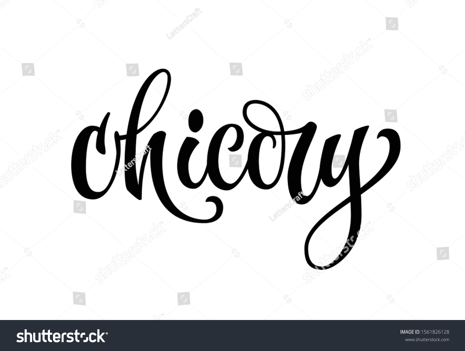 Hand Drawn Spice Label Chicory Vector Stock Vector (Royalty Free ...