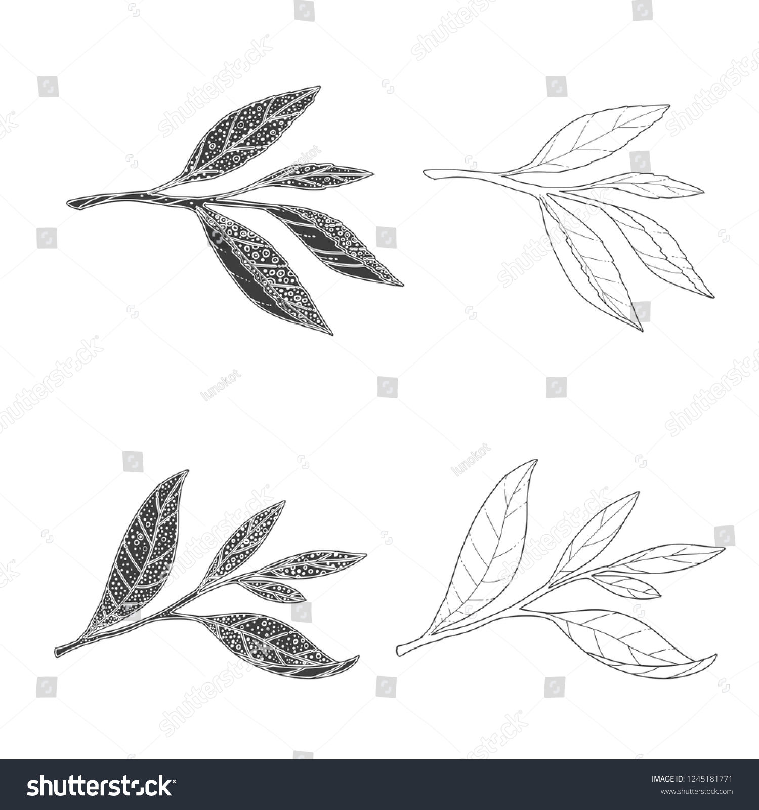 Hand Drawn Tea Leaves Stock Vector (Royalty Free) 1245181771