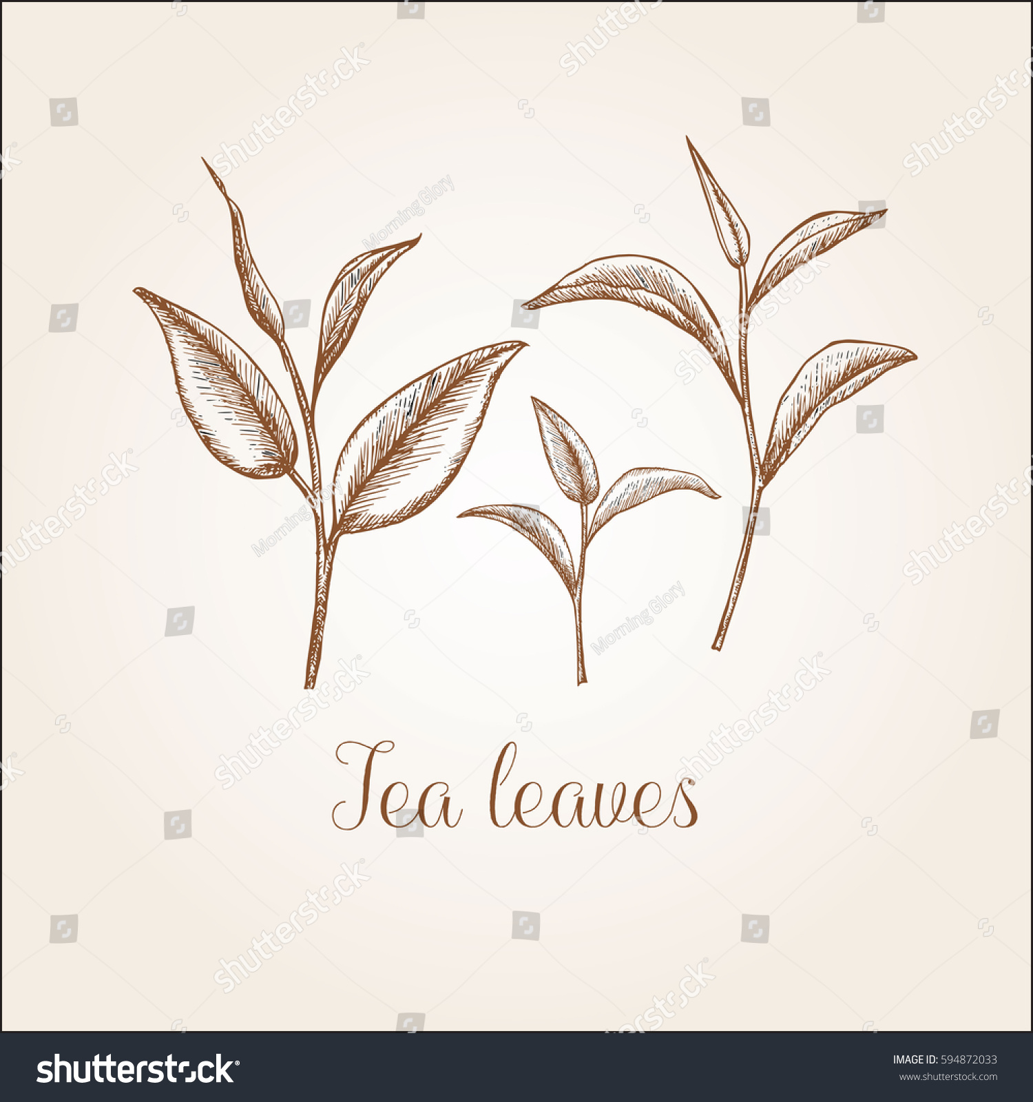 Hand Drawn Tea Leaves Stock Vector (Royalty Free) 594872033 | Shutterstock