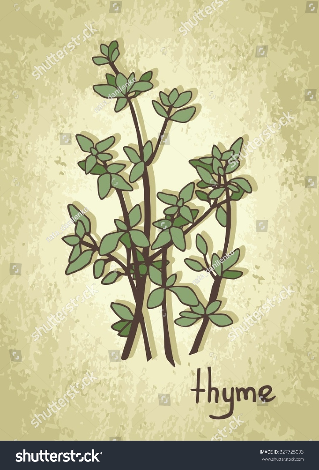 Hand Drawn Thyme Cartoon Vector Stock Vector (Royalty Free) 327725093