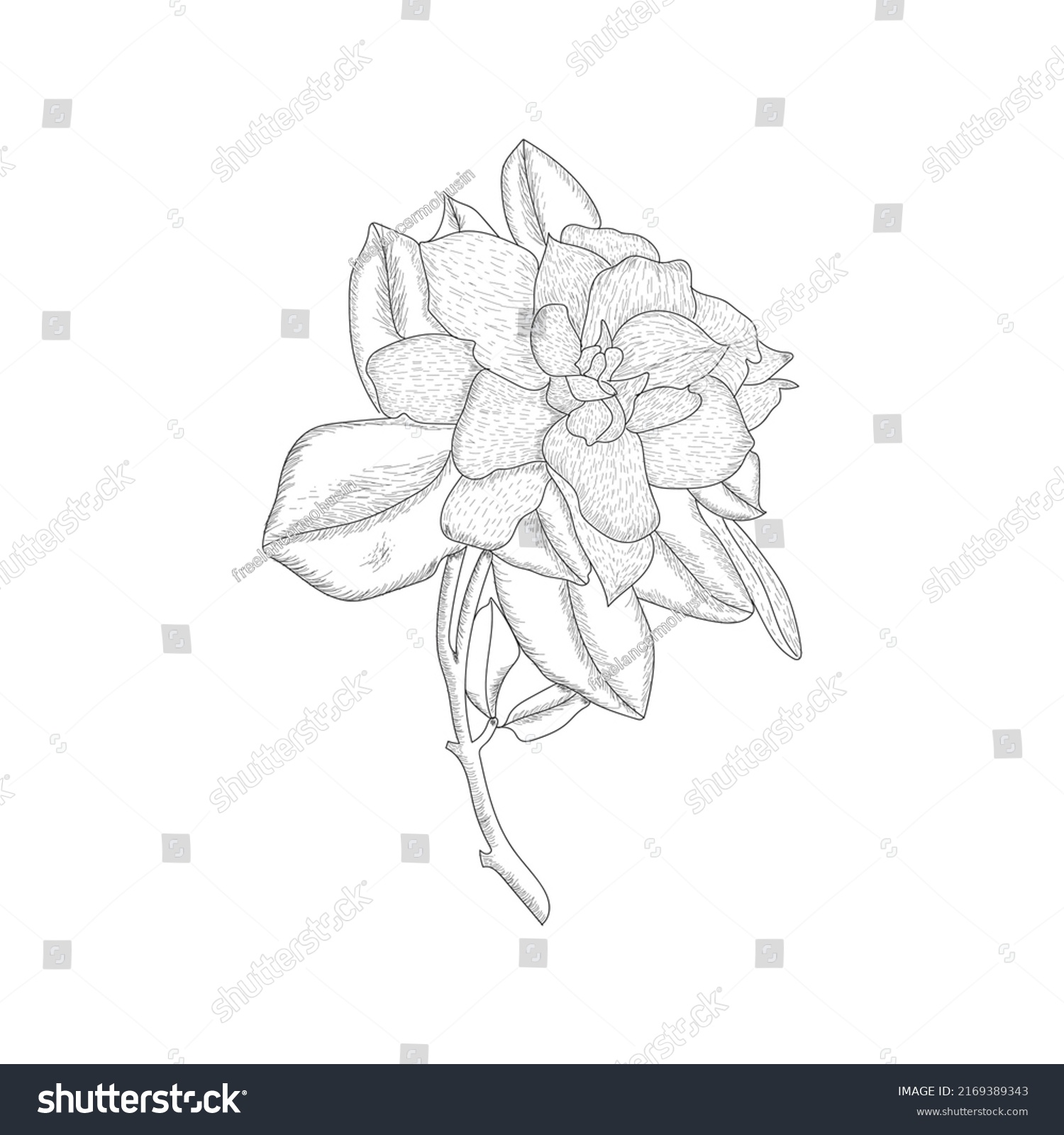 Hand Drawn Vector Rose Flower Illustration Stock Vector (Royalty Free ... Hand Drawn Vector Rose Flower Illustration Stock Vector (Royalty Free ...