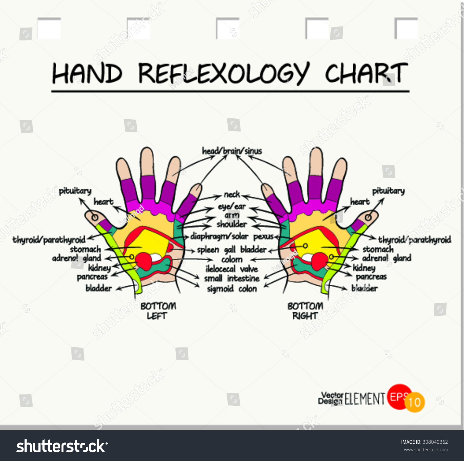 Hand Reflexology Chart Stock Vector (Royalty Free) 308040362