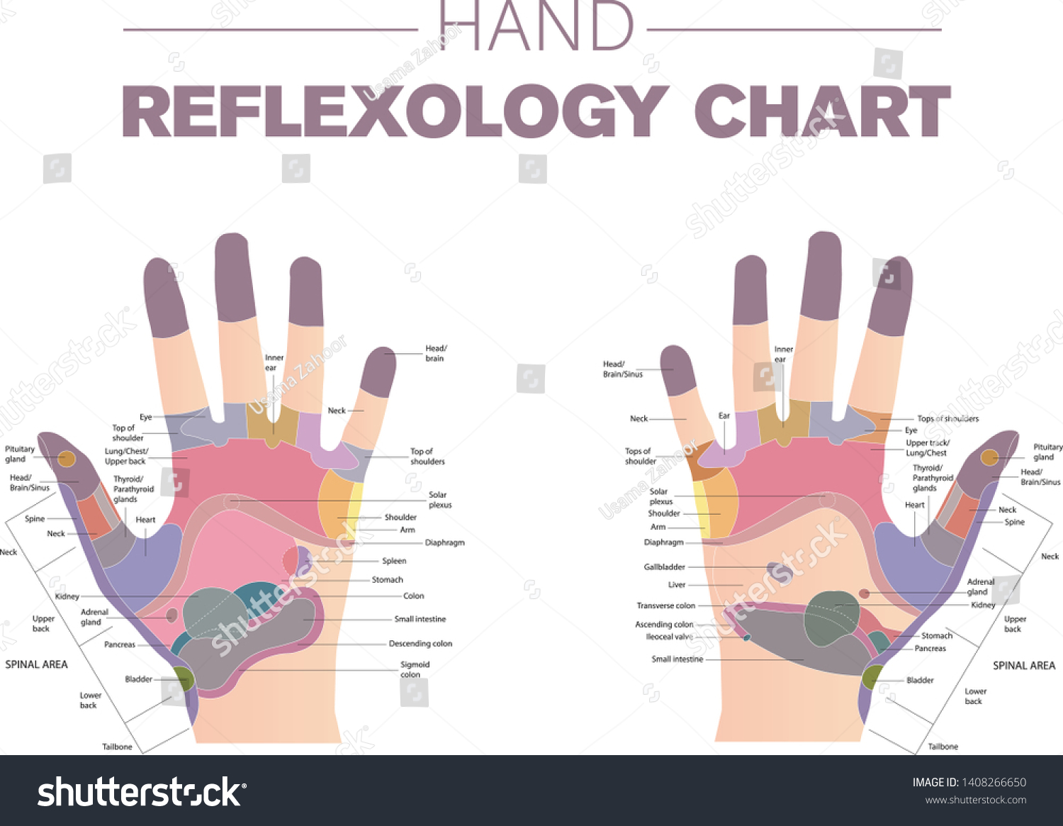 Hand Reflexology Chart Pressure Points: vector de stock (libre de ...