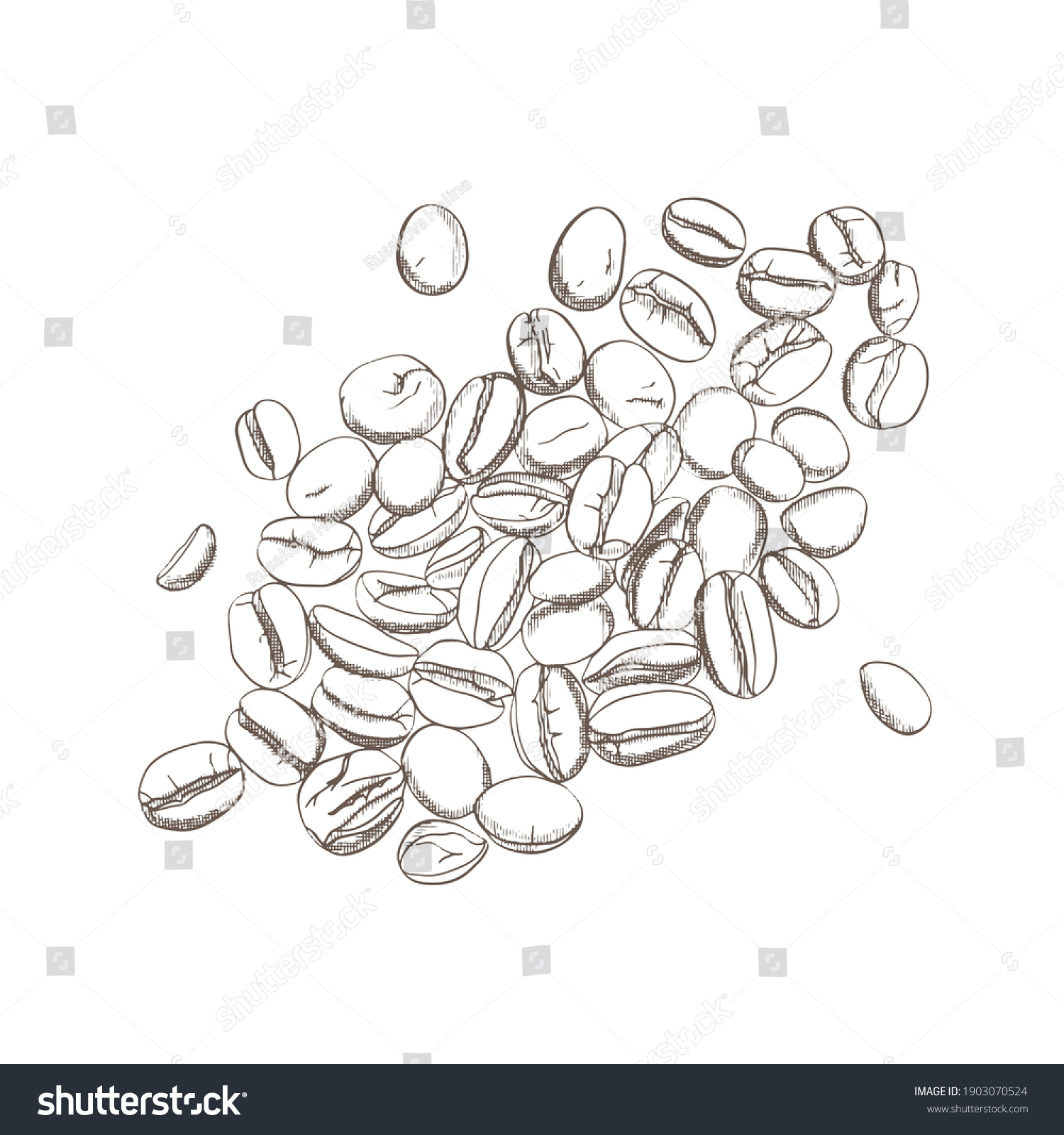 Hand Sketch Drawing Coffee Beans Stock Vector (Royalty Free) 1903070524 ...