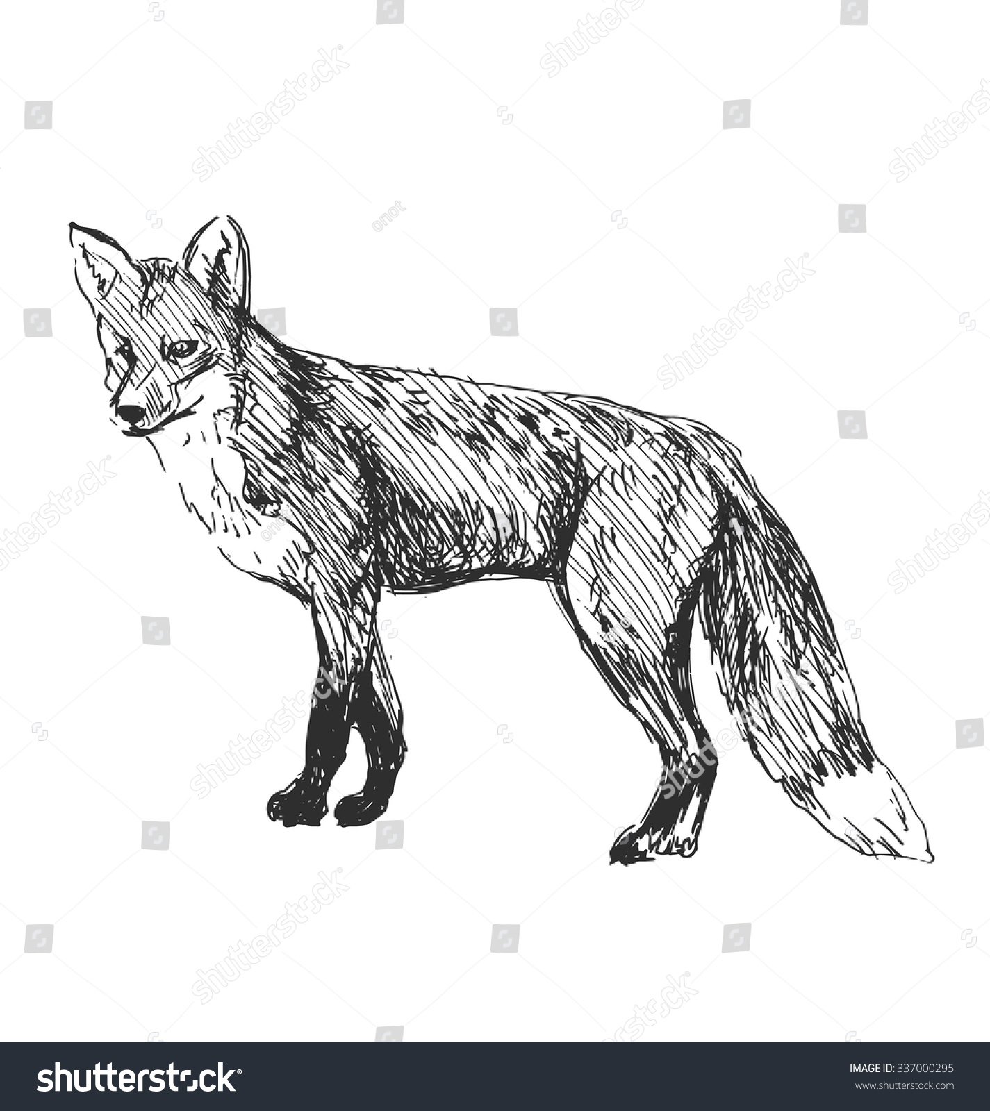 Hand Sketch Fox Stock Vector (Royalty Free) 337000295