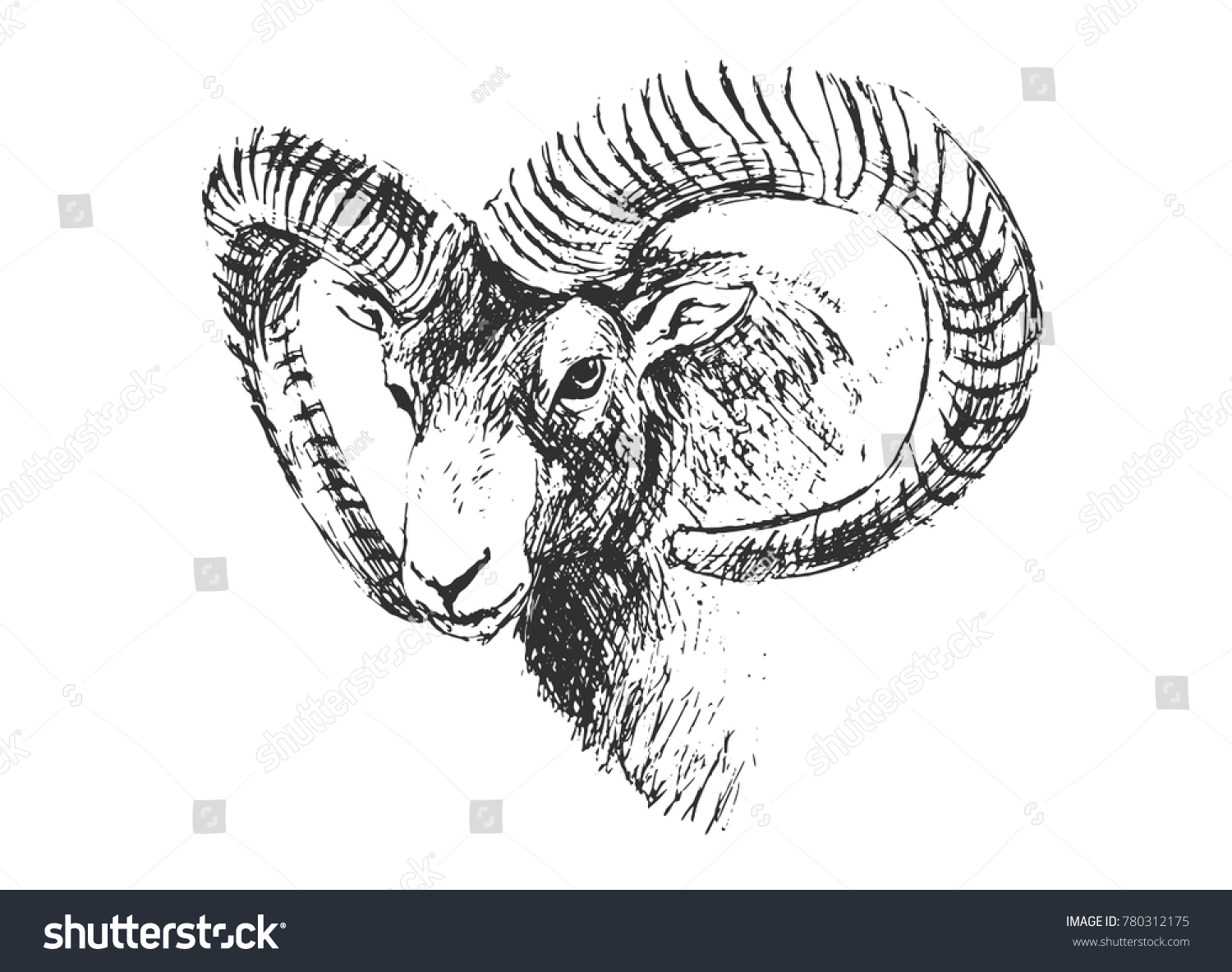 Hand Sketch Head Mouflon Vector Illustration Stok Vektör (Telifsiz ...