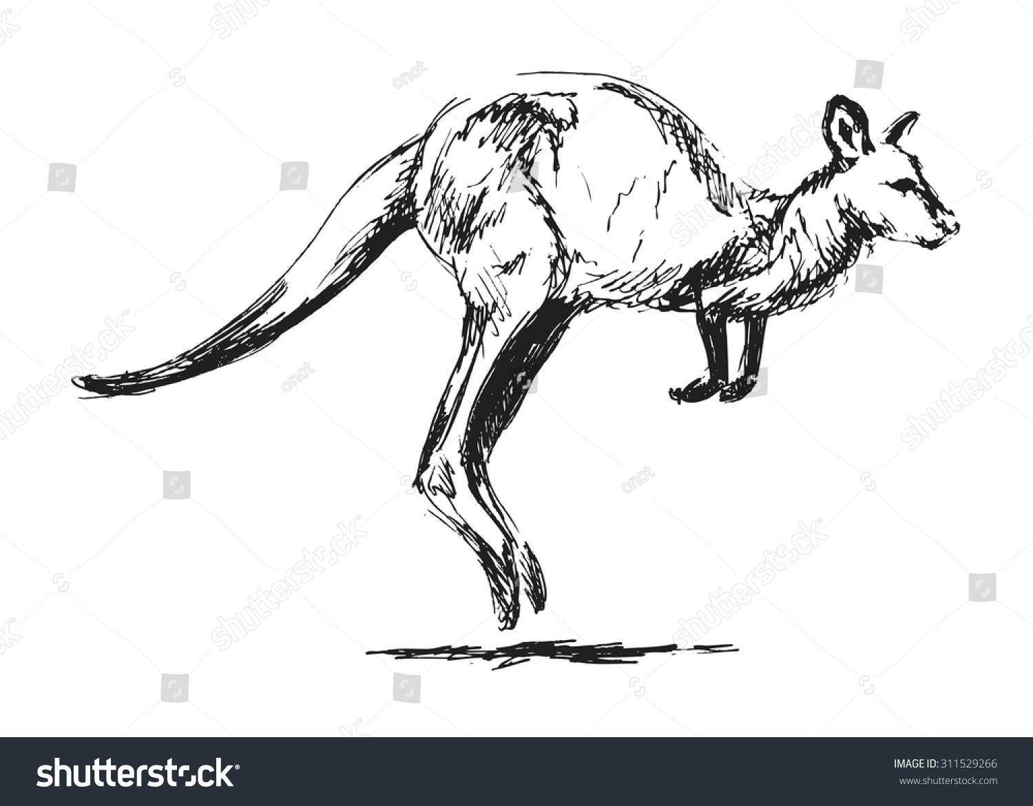 3,236 Kangaroo sketches Images, Stock Photos & Vectors | Shutterstock