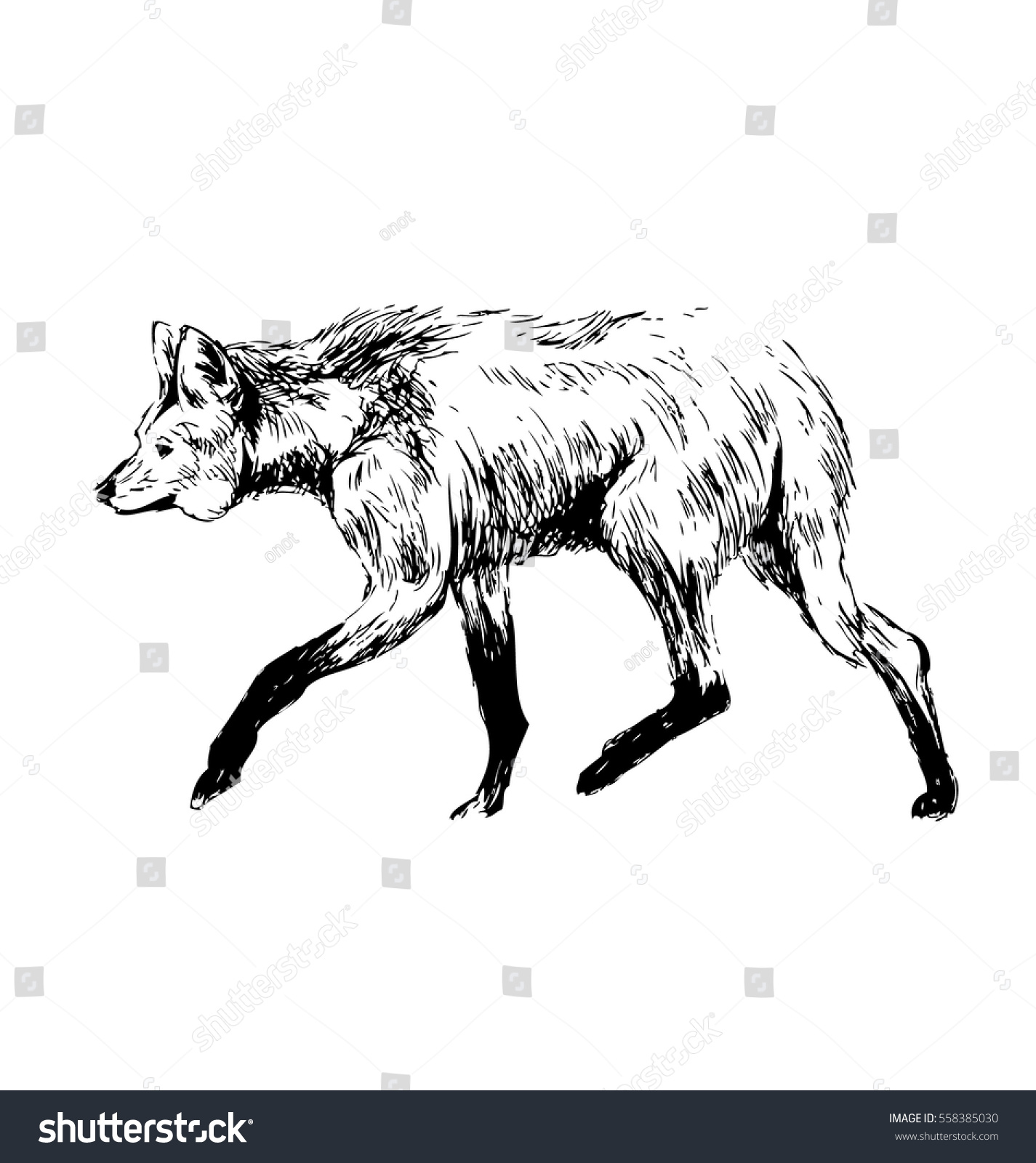 Hand Sketch Maned Wolf Vector Illustration Stock Vector (Royalty Free ...