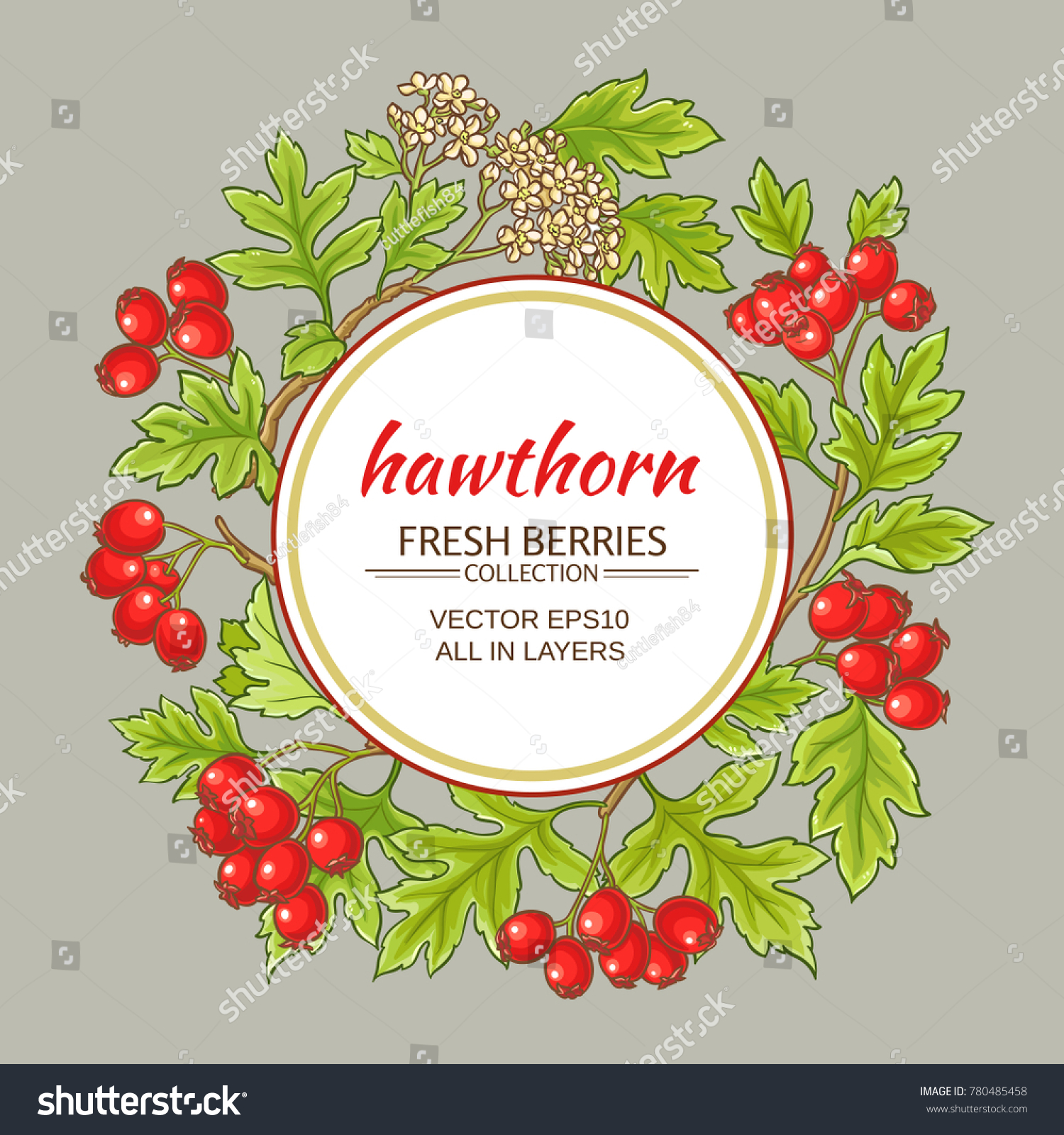 Hawthorn Branches Vector Frame On Color Stock Vector (Royalty Free ...