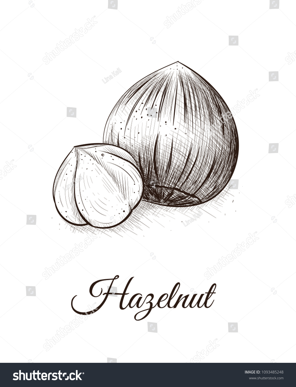 Hazelnut Sketch Illustration Hazelnut Vector Stock Vector (Royalty Free ...