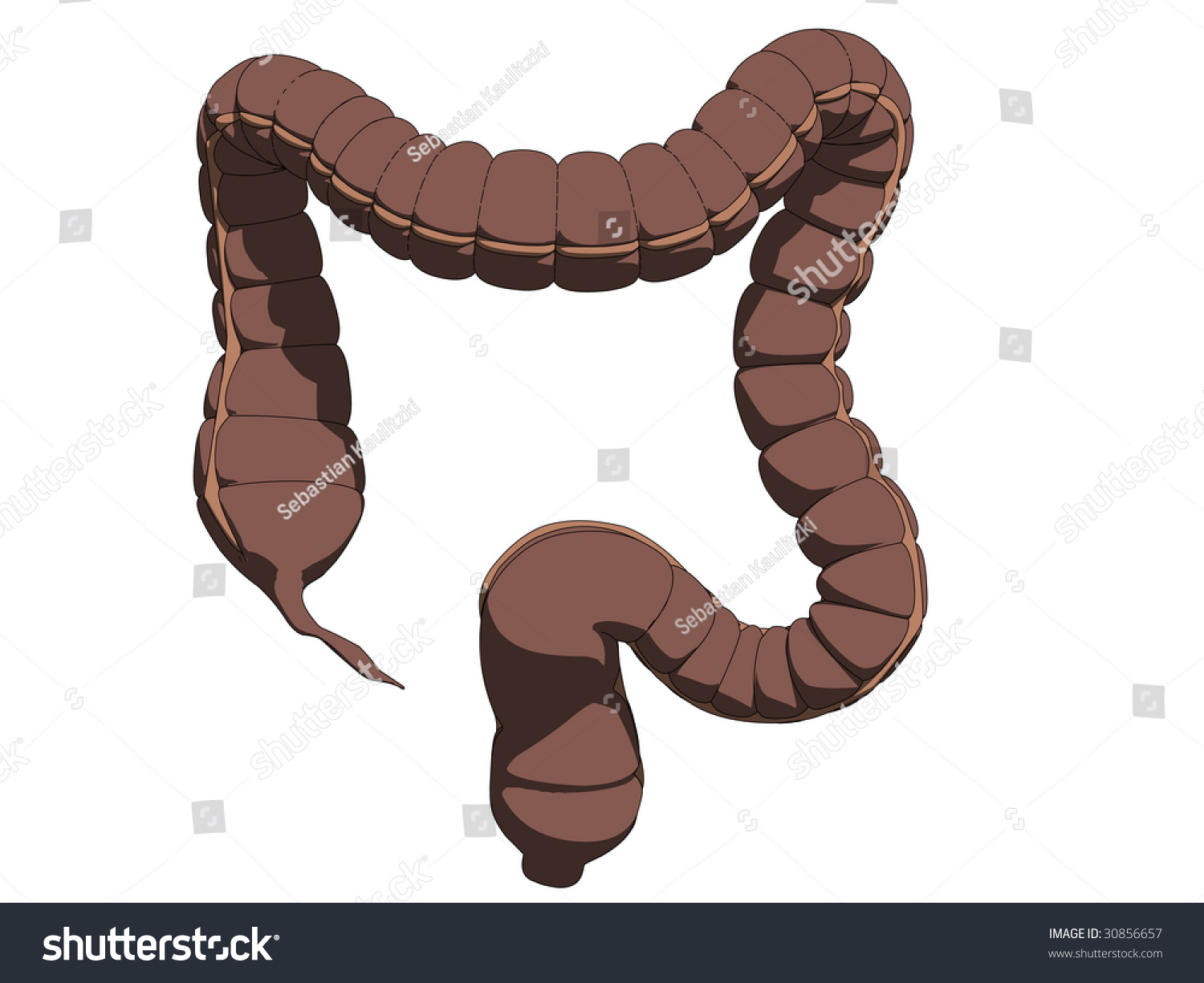 Healthy Colon Stock Vector (Royalty Free) 30856657