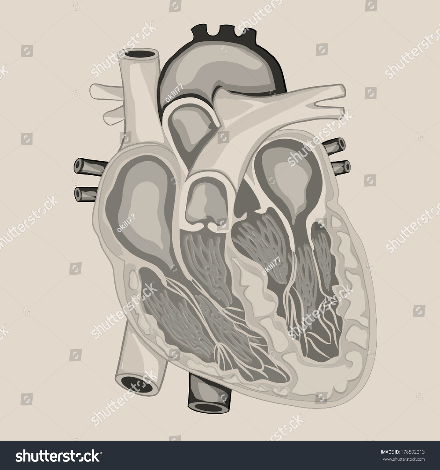 Heart Anatomy Cross Section 库存矢量图（免版税）178502213 | Shutterstock