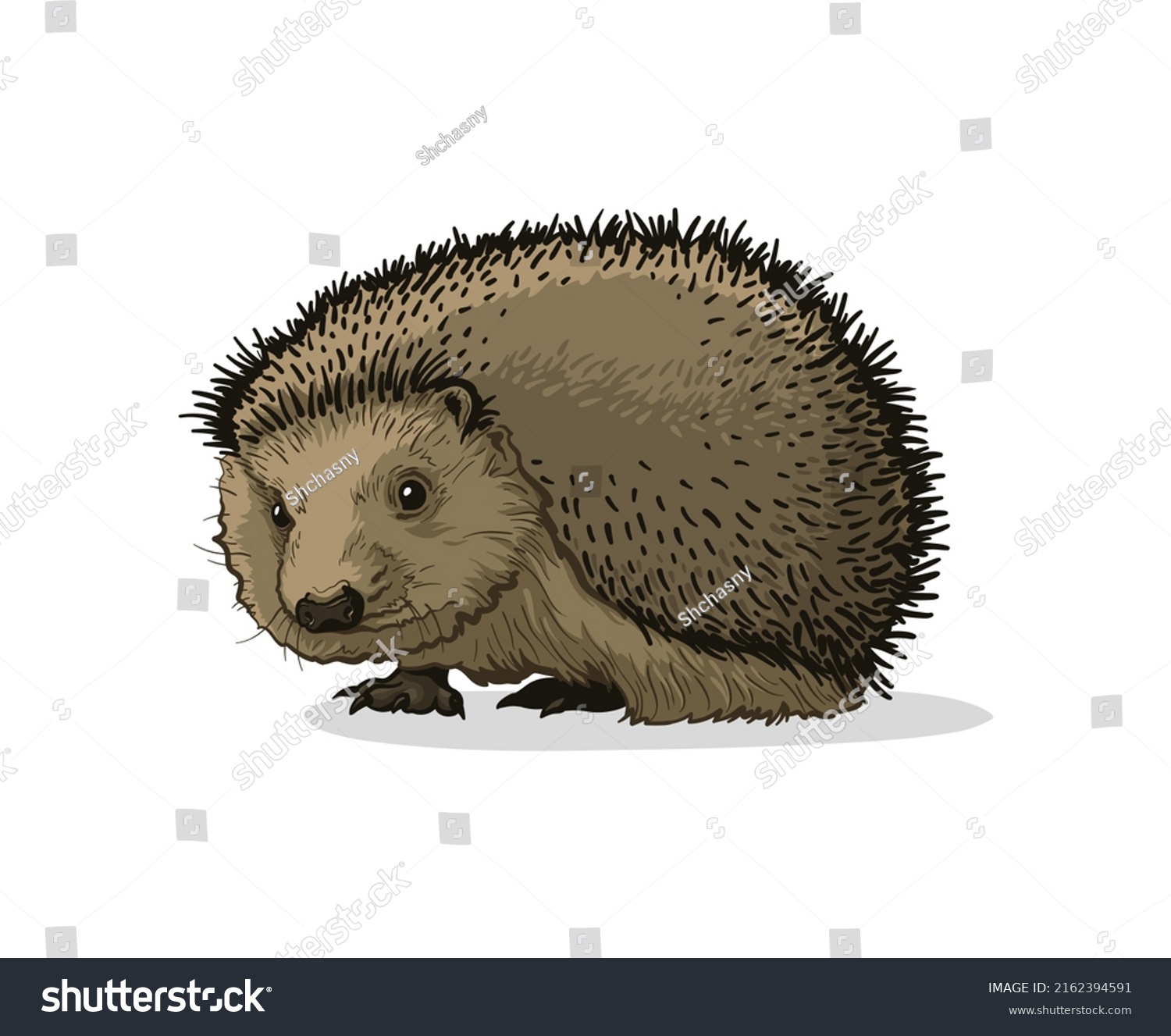 Hedgehog Vector Illustration Hedgehog Isolated On Stock Vector (Royalty ...