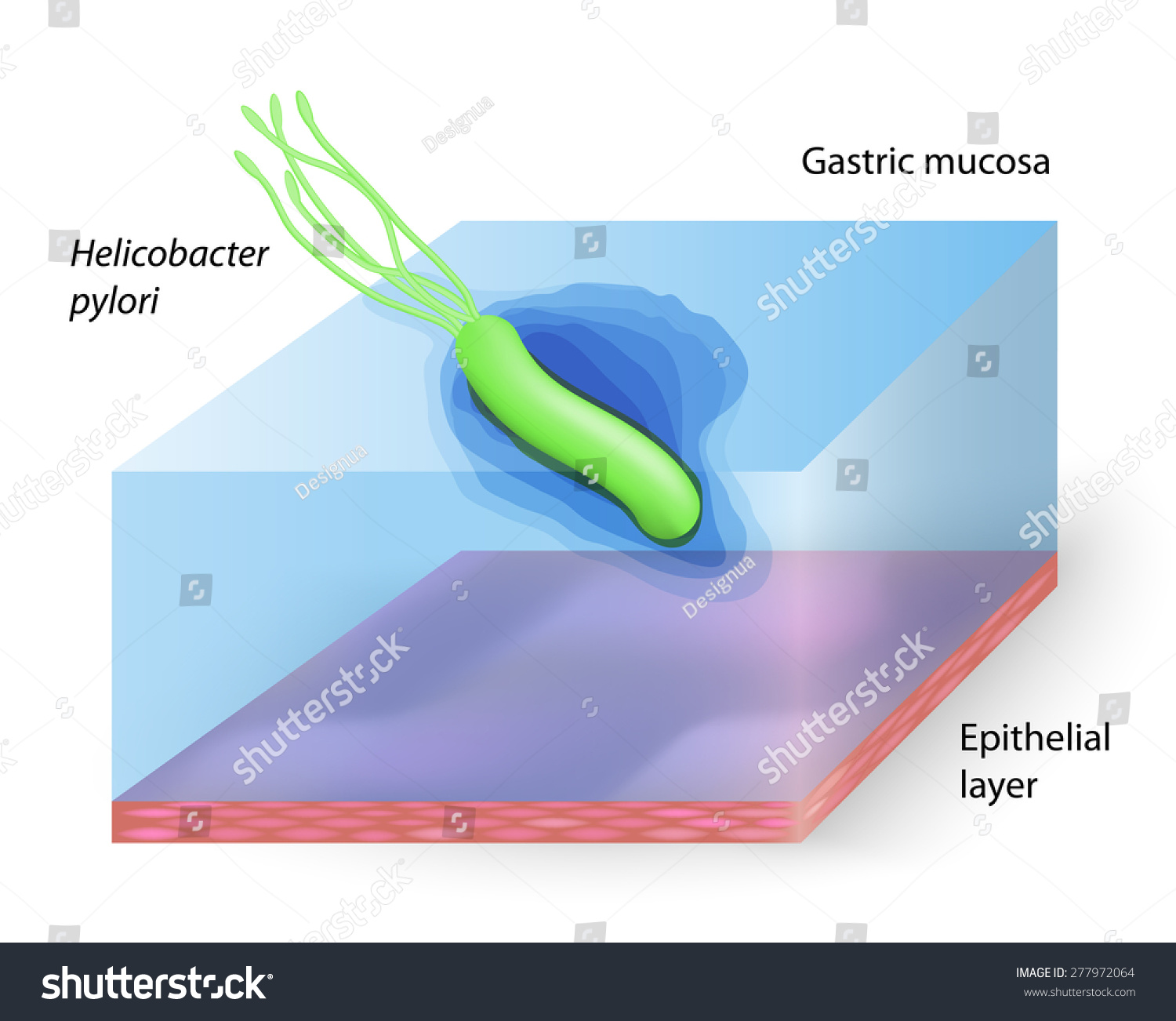 Helicobacter Pylori Bacterium Stock Vector (Royalty Free) 277972064