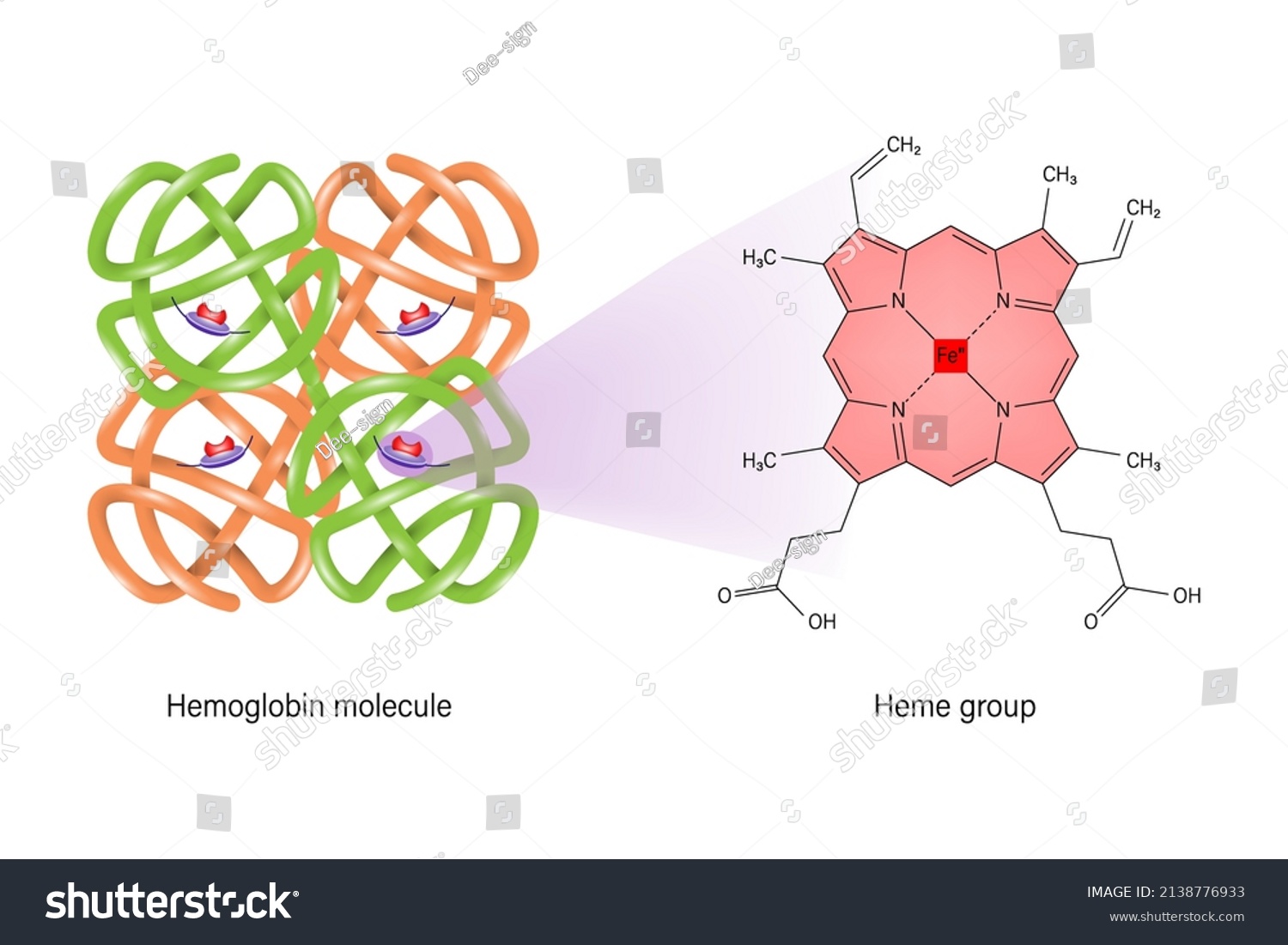 Estructura química de la hemoglobina. Estructura: vector de stock ...