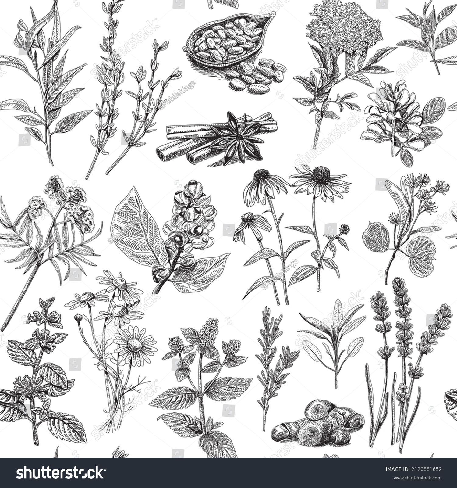 Herbs Seamless Pattern Sketchy Herbs Vector Stock Vector (Royalty Free ...