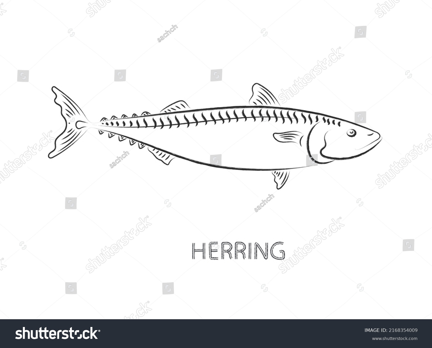 Herring Fish Isolated Vector Illustration Stock Vector (Royalty Free ...