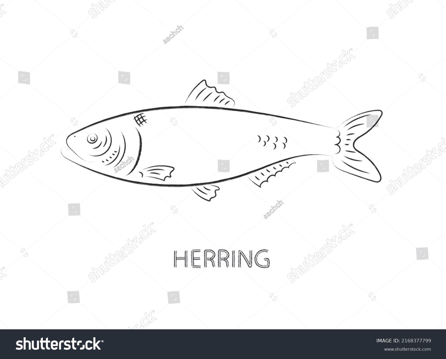 Herring Fish Isolated Vector Illustration Stock Vector (Royalty Free ...