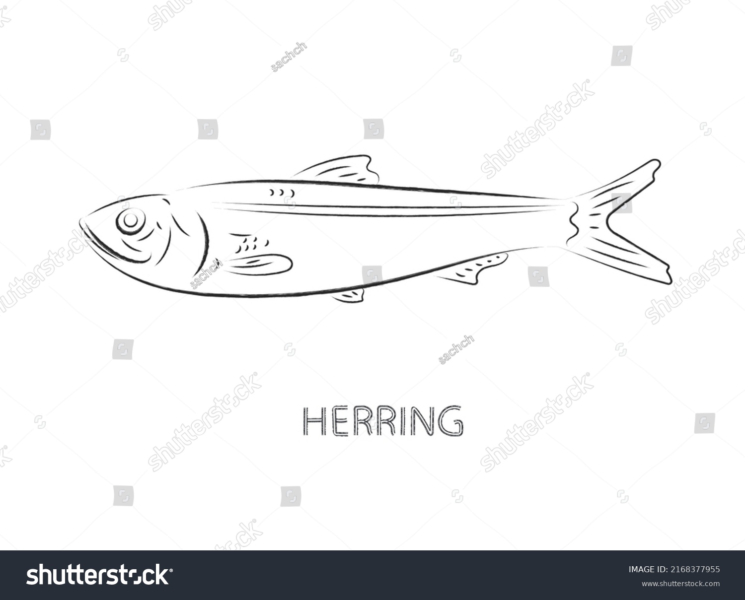 Herring Fish Isolated Vector Illustration Stock Vector (Royalty Free ...