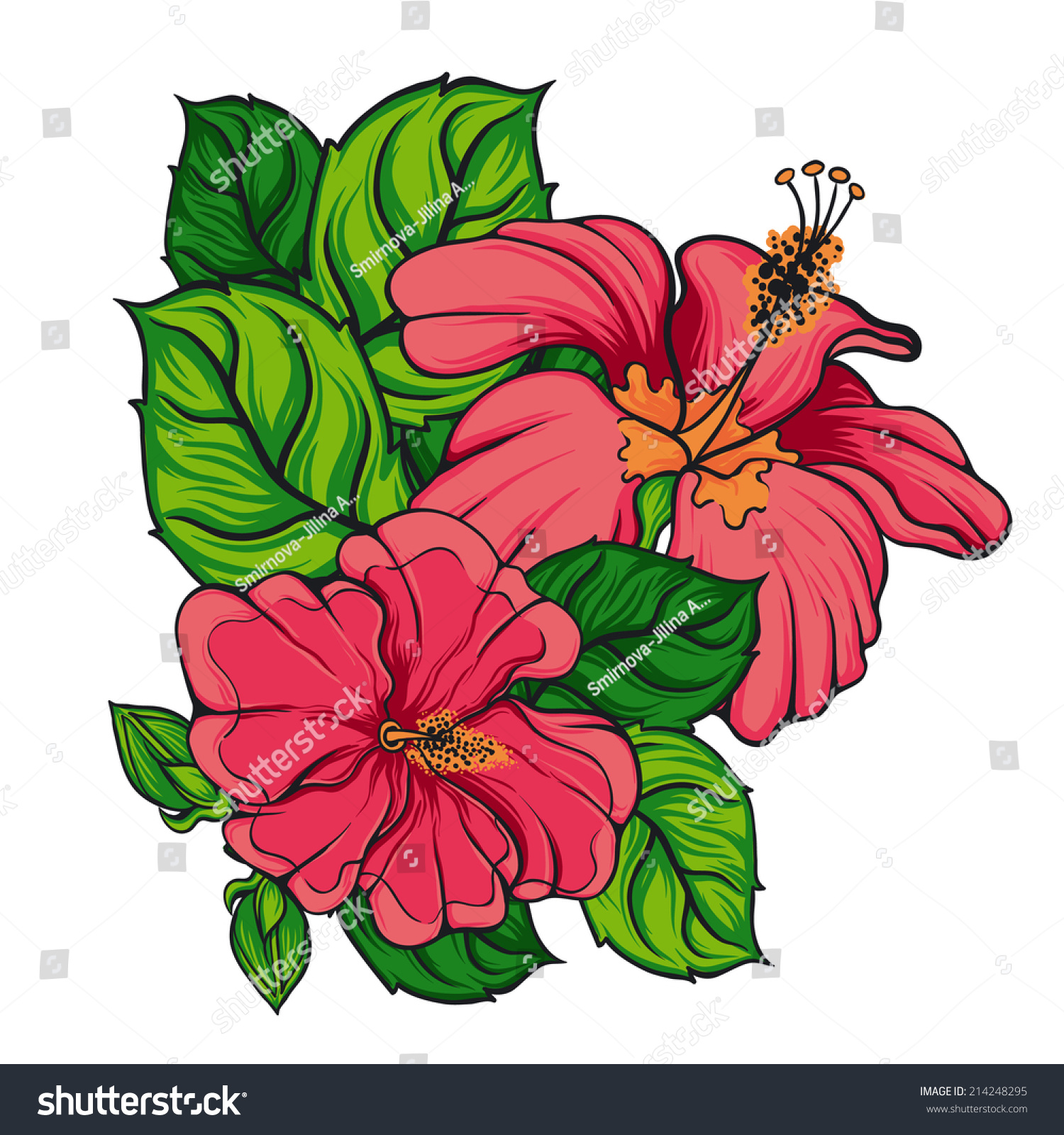 Hibiscus Flower Vector: vector de stock (libre de regalías) 214248295 ...