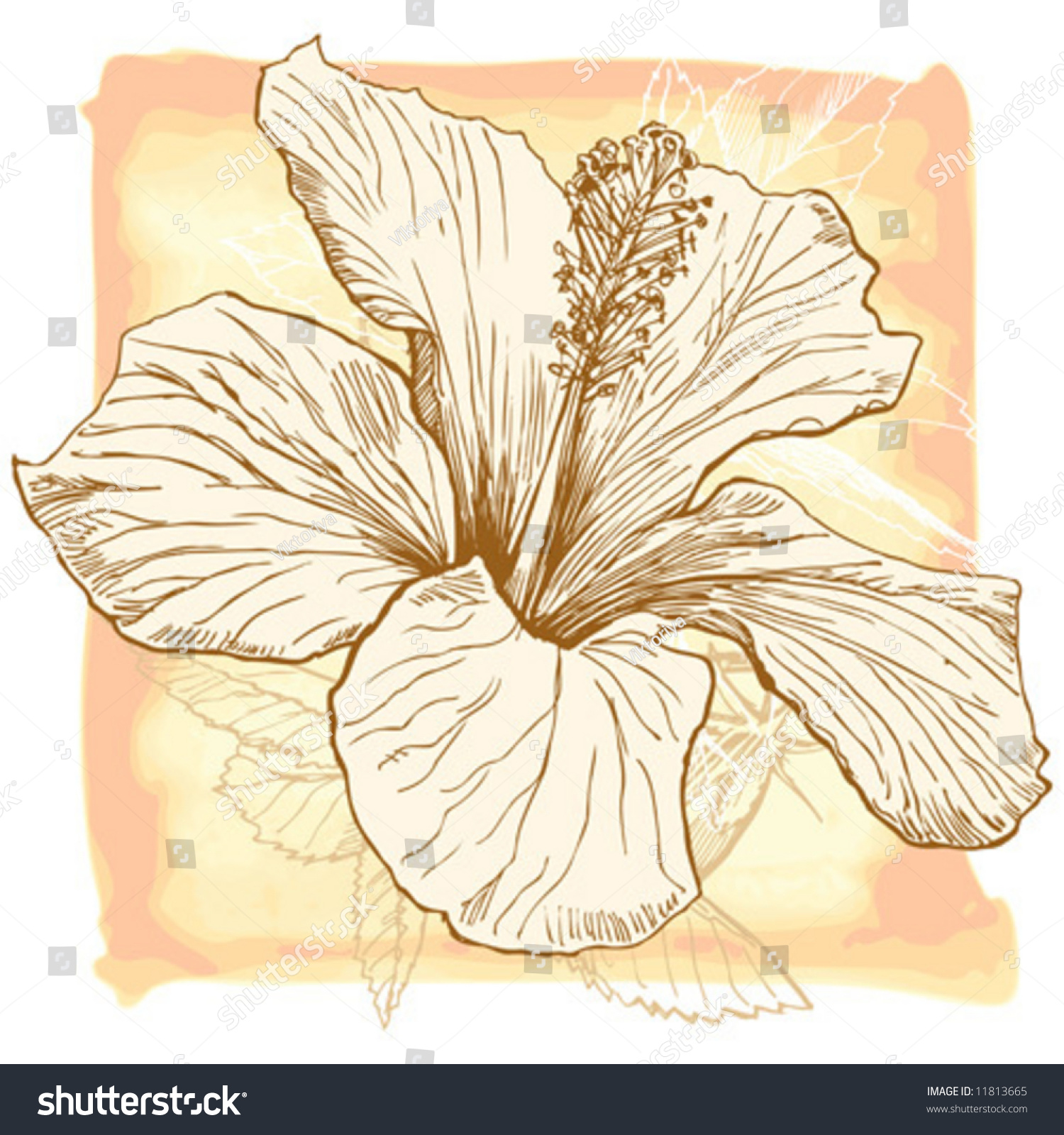 Hibiscus Flower Vector Hand Draw Stock Vector (Royalty Free) 11813665