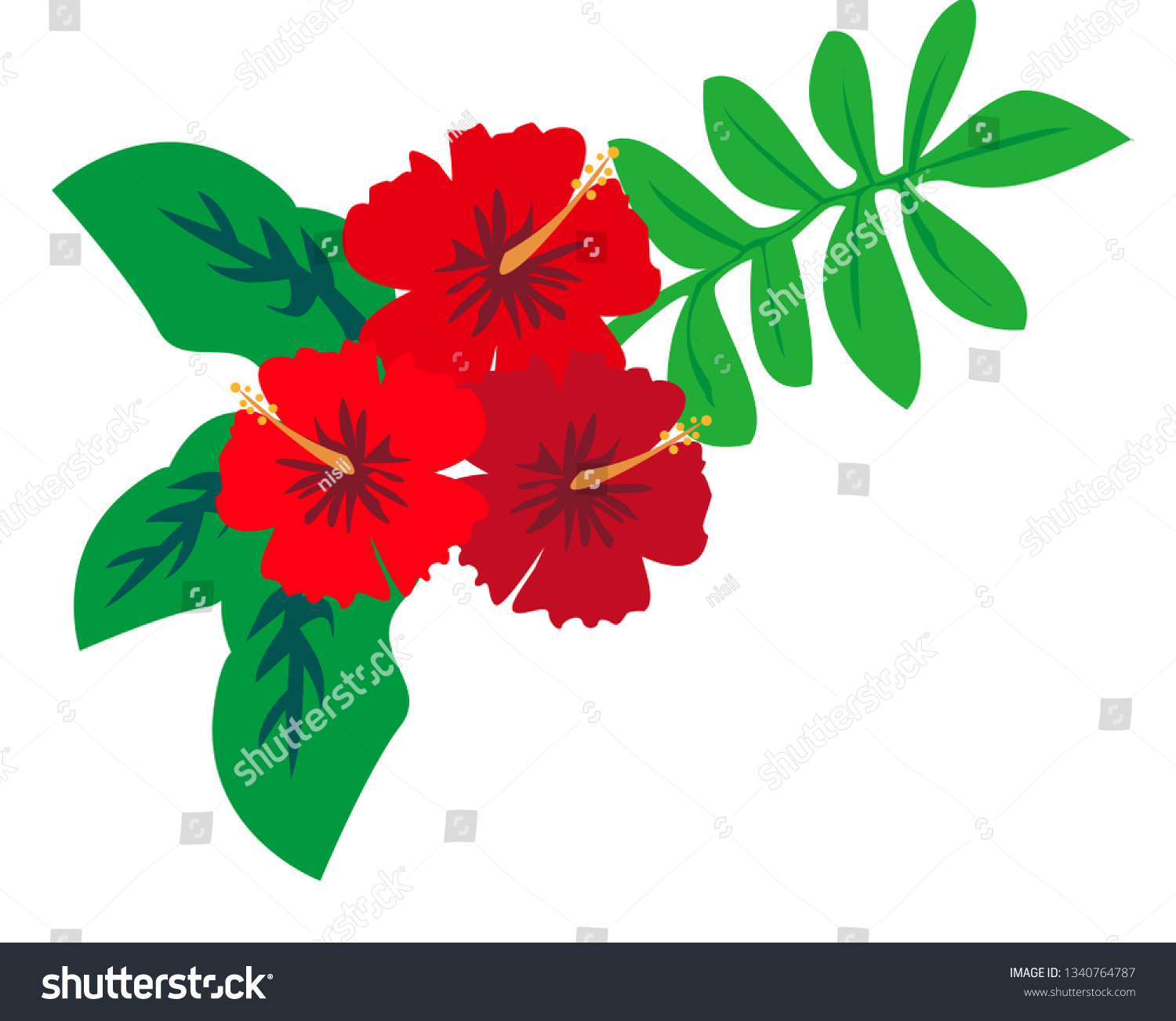 Hibiscus Vector Illustration Stock Vector (Royalty Free) 1340764787 ...