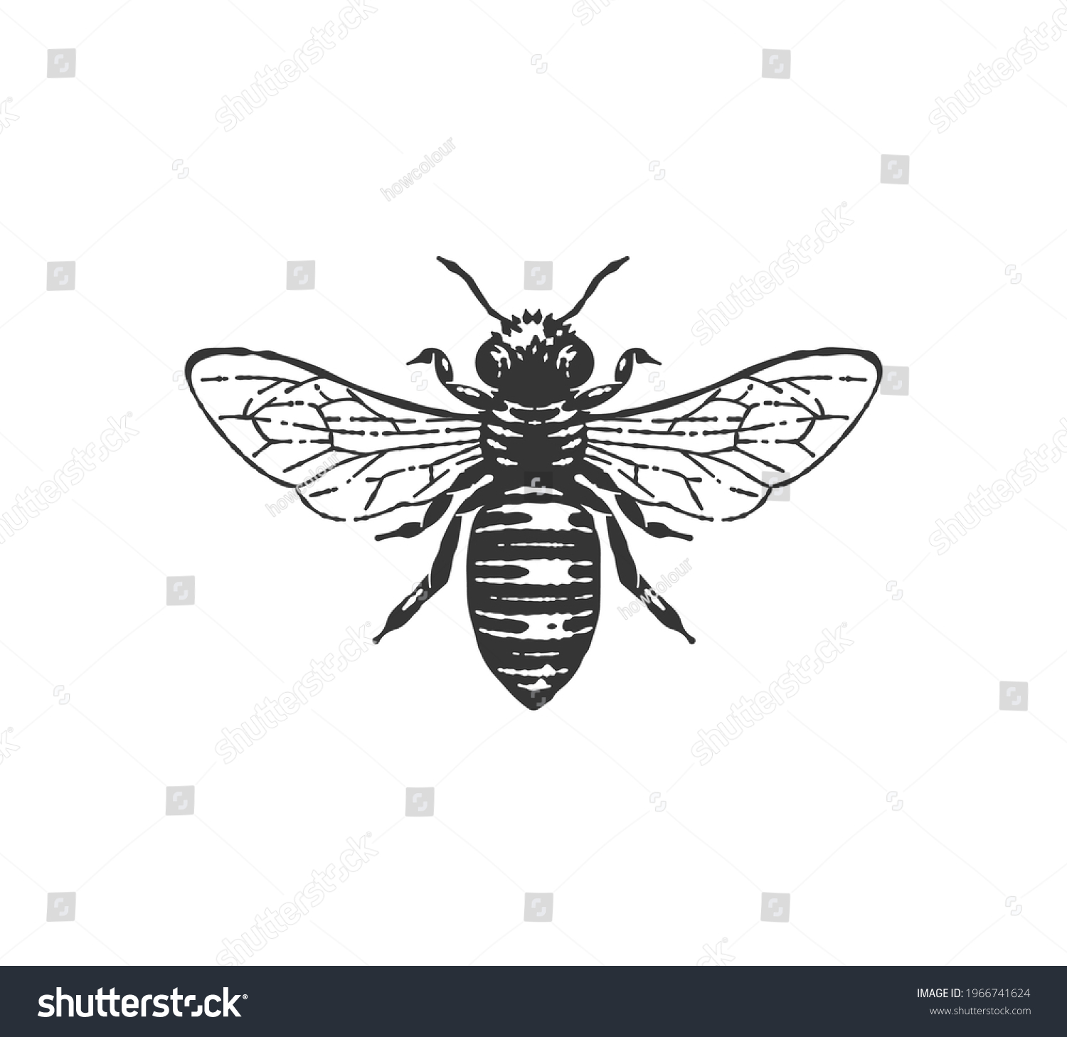 Honey Bee Engraving Etching Drawing Stock Vector (Royalty Free ...