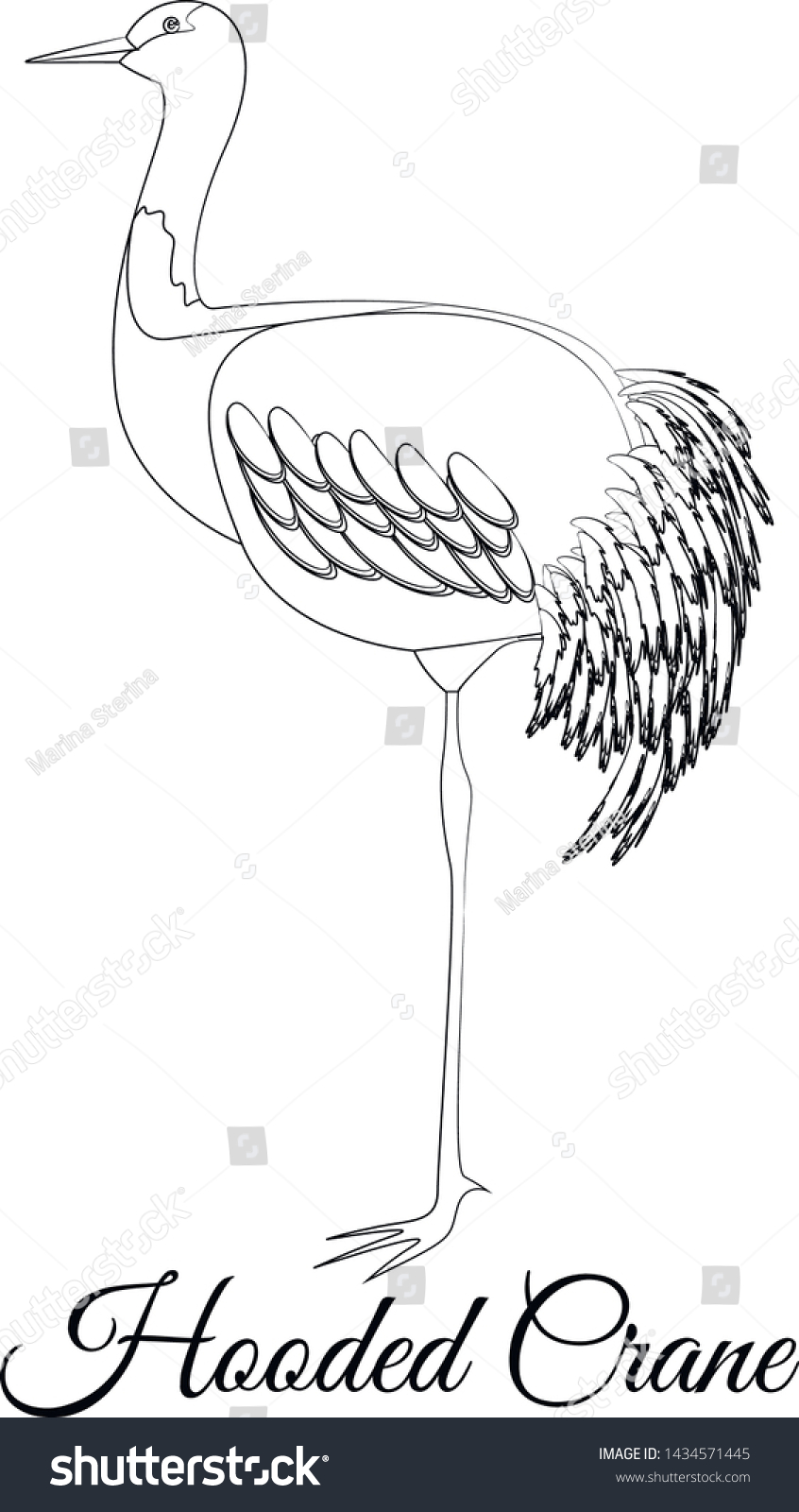 Hooded Crane Outline Vector Coloring Stock Vector (Royalty Free) 1434571445