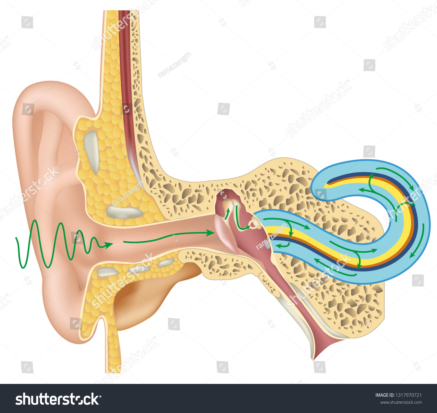How Human Ear Hears Stock Vector (Royalty Free) 1317970721