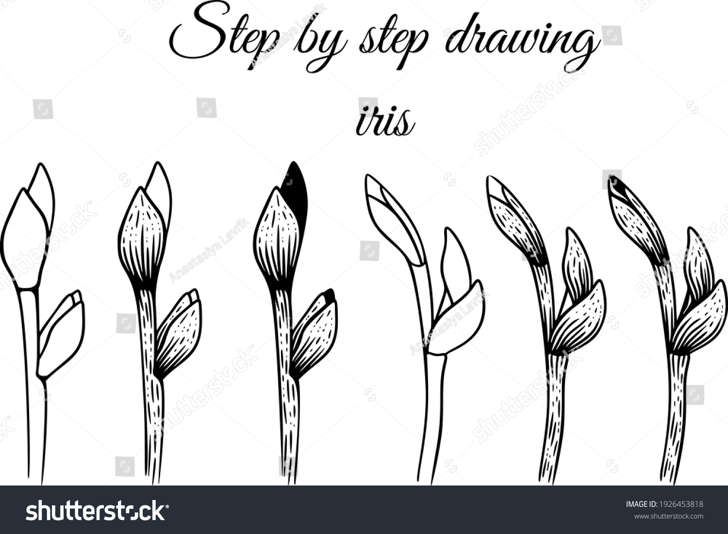 How Draw Iris Step By Step Stock Vector (Royalty Free) 1926453818