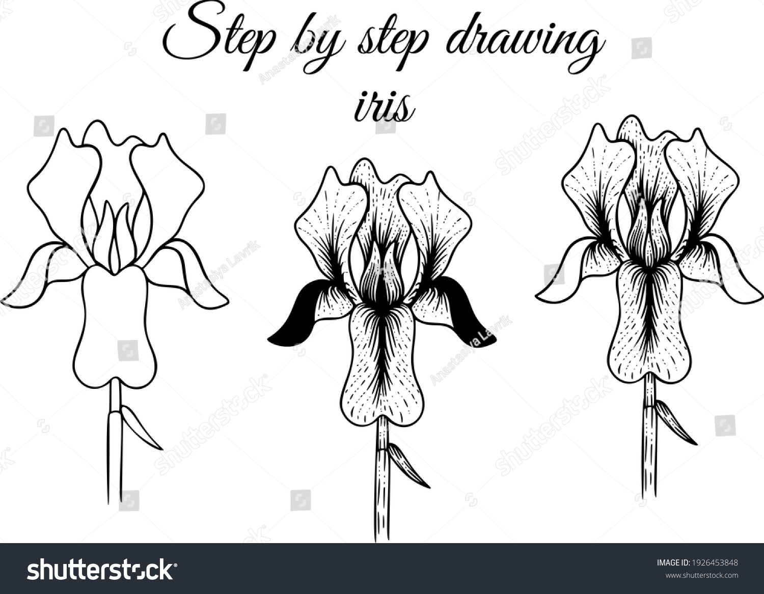 How Draw Iris Step By Step Stock Vector (Royalty Free) 1926453848 ...