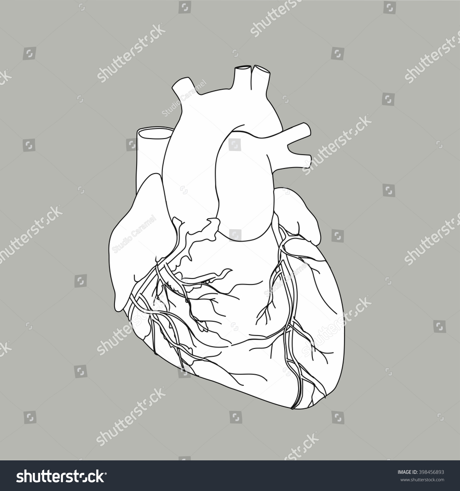 Human Anatomical Heart Vector Real Heart Stock Vector (Royalty Free ...