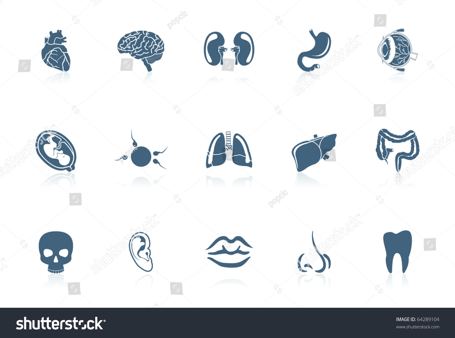 Image Of Human Anatomy