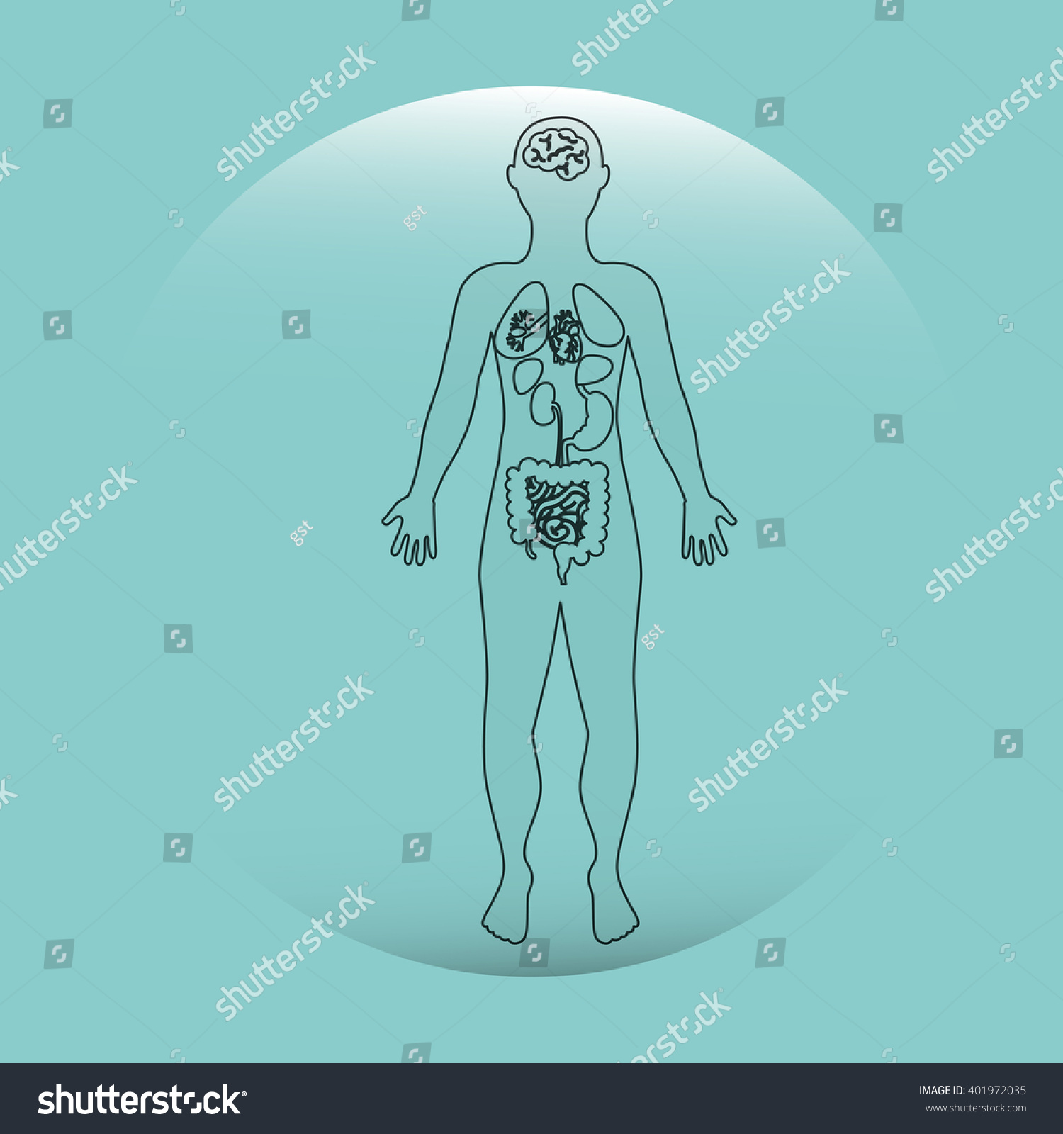 Human Anatomy Design Stock Vector (Royalty Free) 401972035
