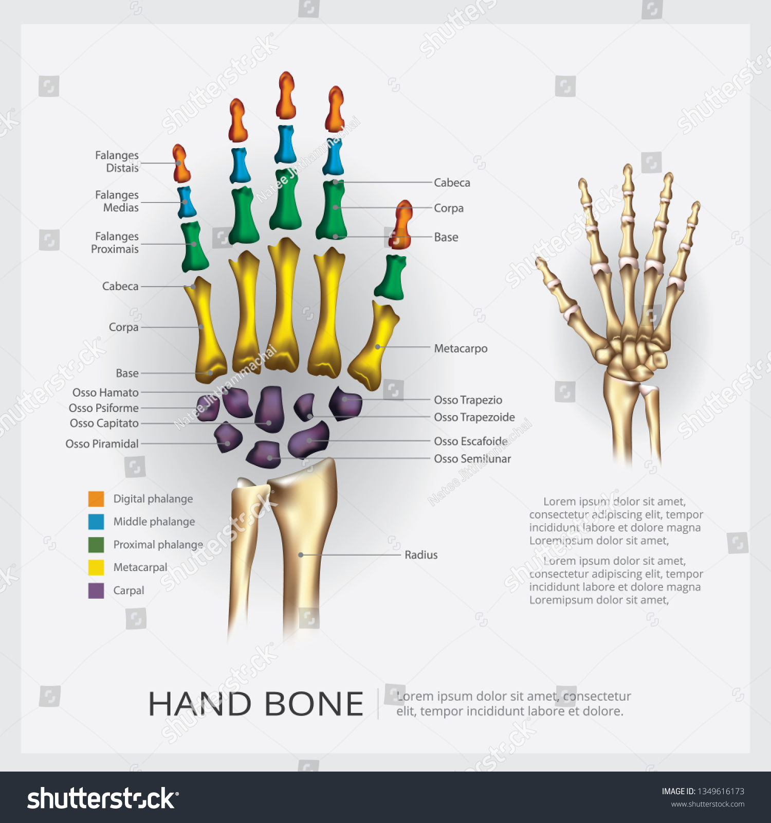 Human Anatomy Hand Bone Vector Illustration Stock-vektor (royaltyfri ...
