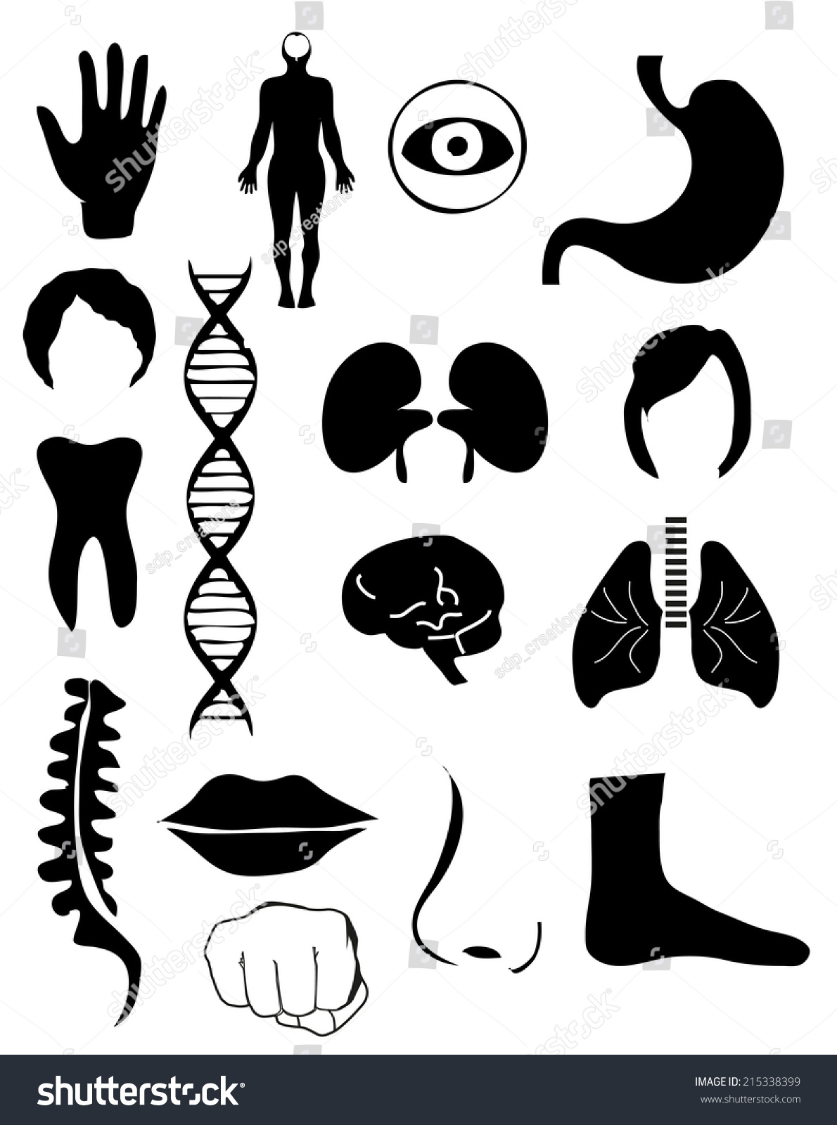 Human Anatomy Icons Stock Vector (Royalty Free) 215338399 | Shutterstock