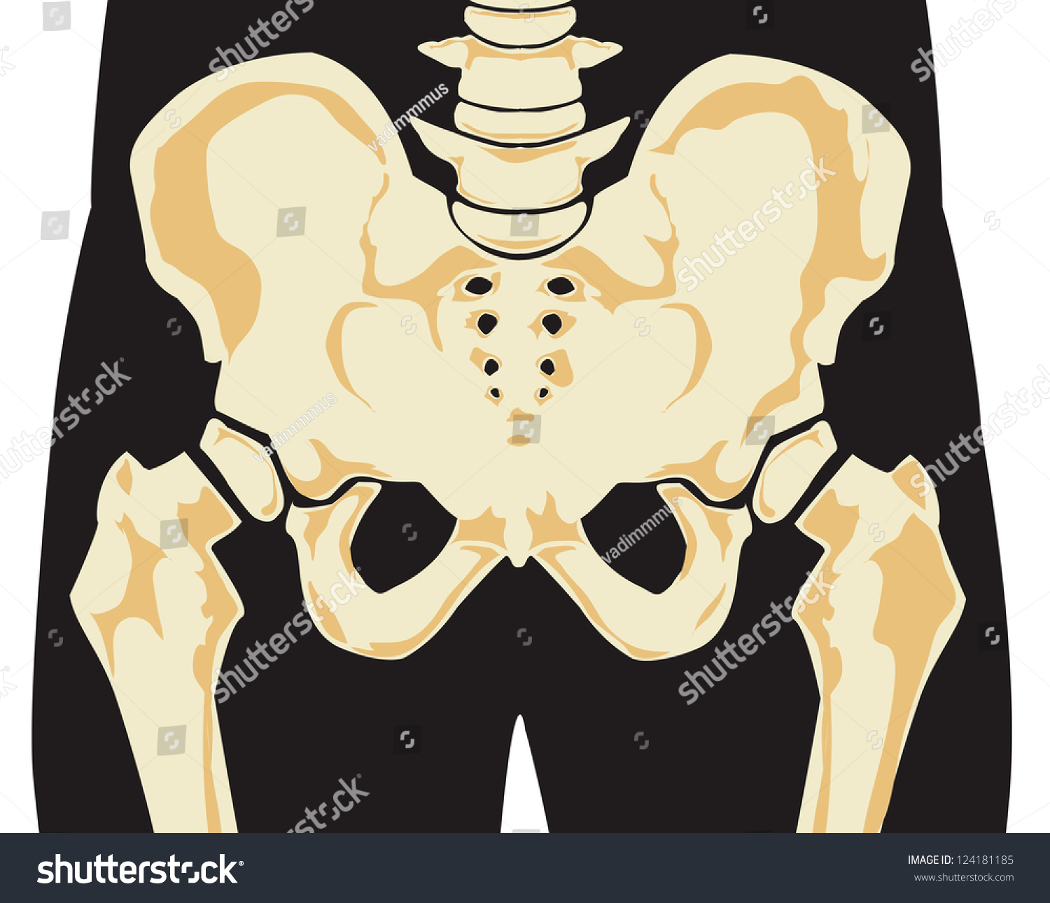 Human Anatomy Pelvis Vector On Separate: vector de stock (libre de ...