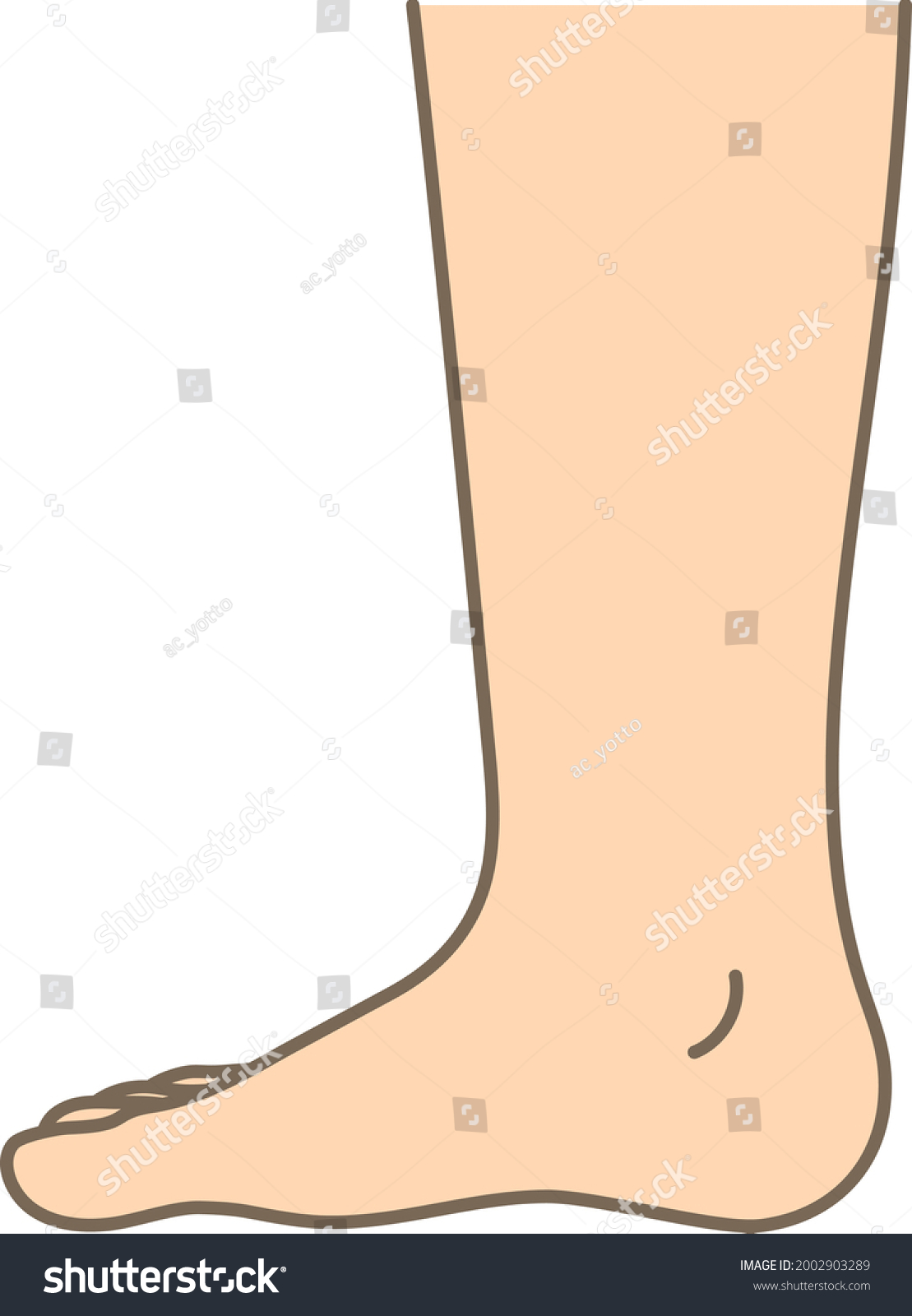 Human Ankle Isolated Vector Illustration Stock Vector (Royalty Free ...