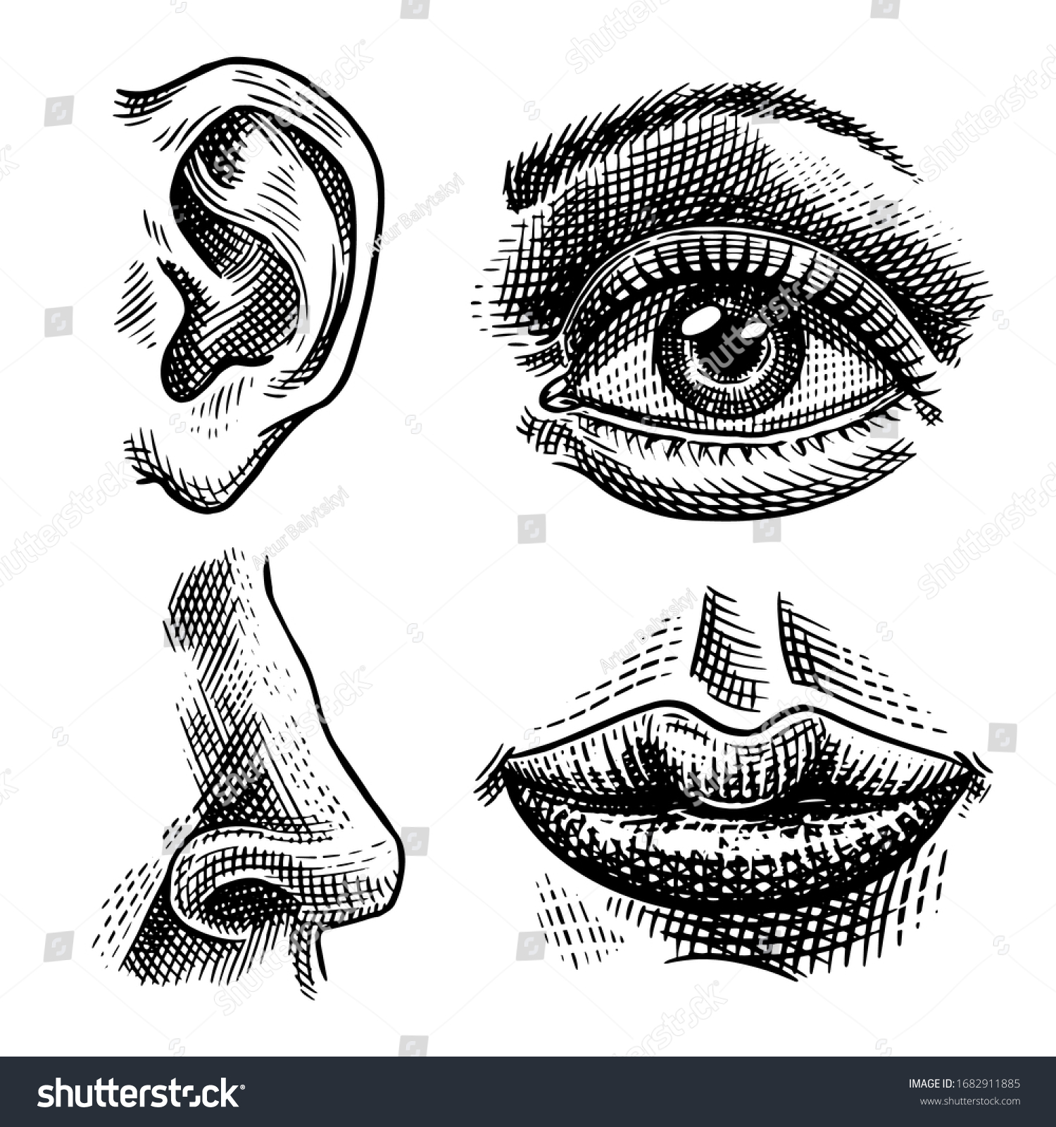 Human Biology Organs Anatomy Illustration Engraved Stock Vector ... Human Biology Organs Anatomy Illustration Engraved Stock Vector ...
