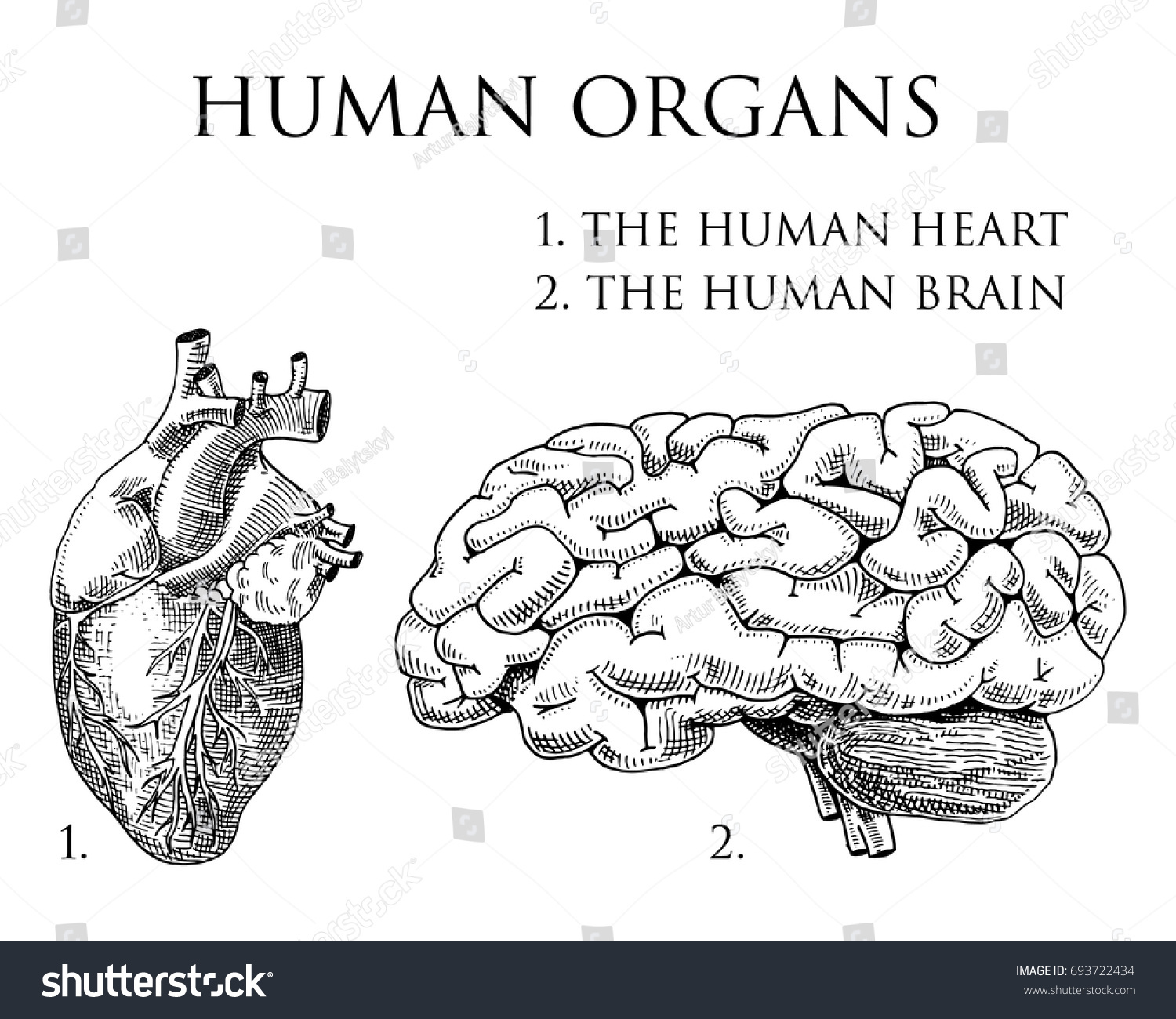 Human Biology Organs Anatomy Illustration Engraved Stock Vector ... Human Biology Organs Anatomy Illustration Engraved Stock Vector ...