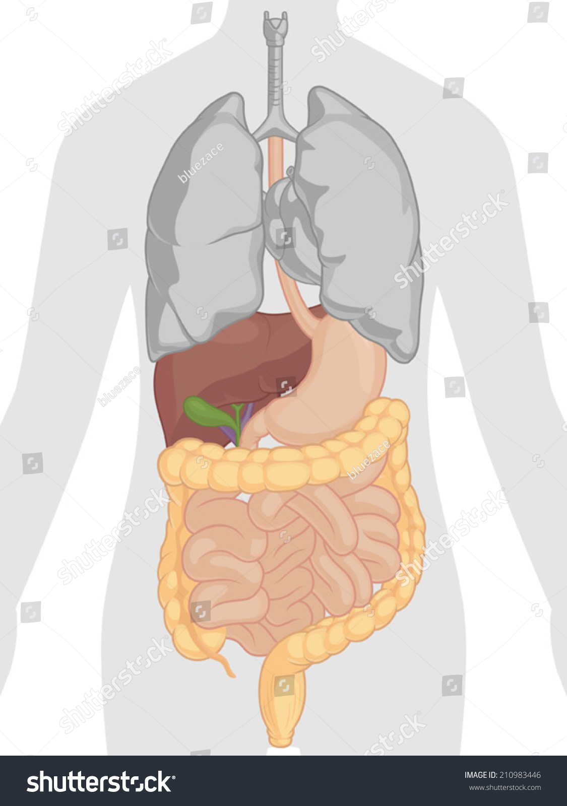 Anatomía corporal humana - Sistema digestivo: vector de stock (libre de ...