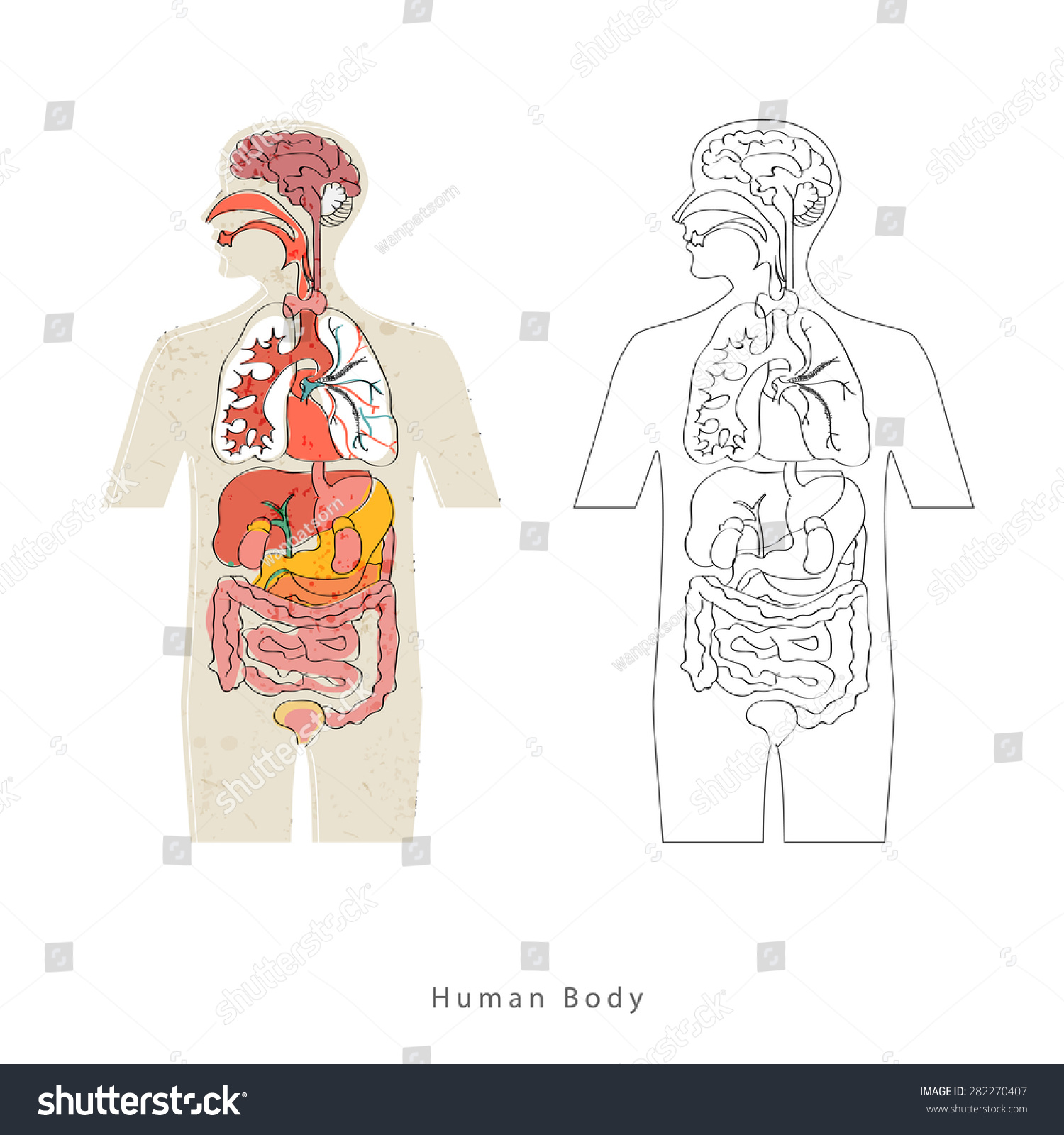 Human Body Anatomy Vector - 282270407 : Shutterstock