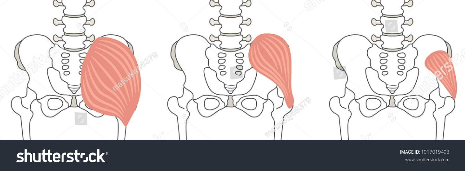 Human Body Buttock Muscle Structure 库存矢量图（免版税）1917019493 | Shutterstock