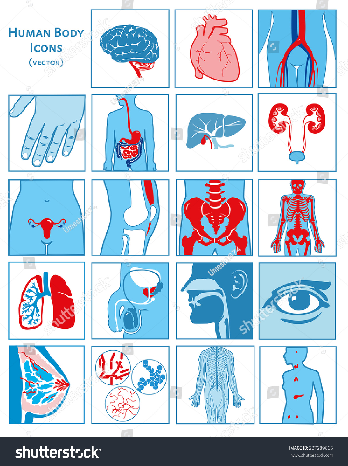 Human Body Icons Vector Stock Vector (Royalty Free) 227289865