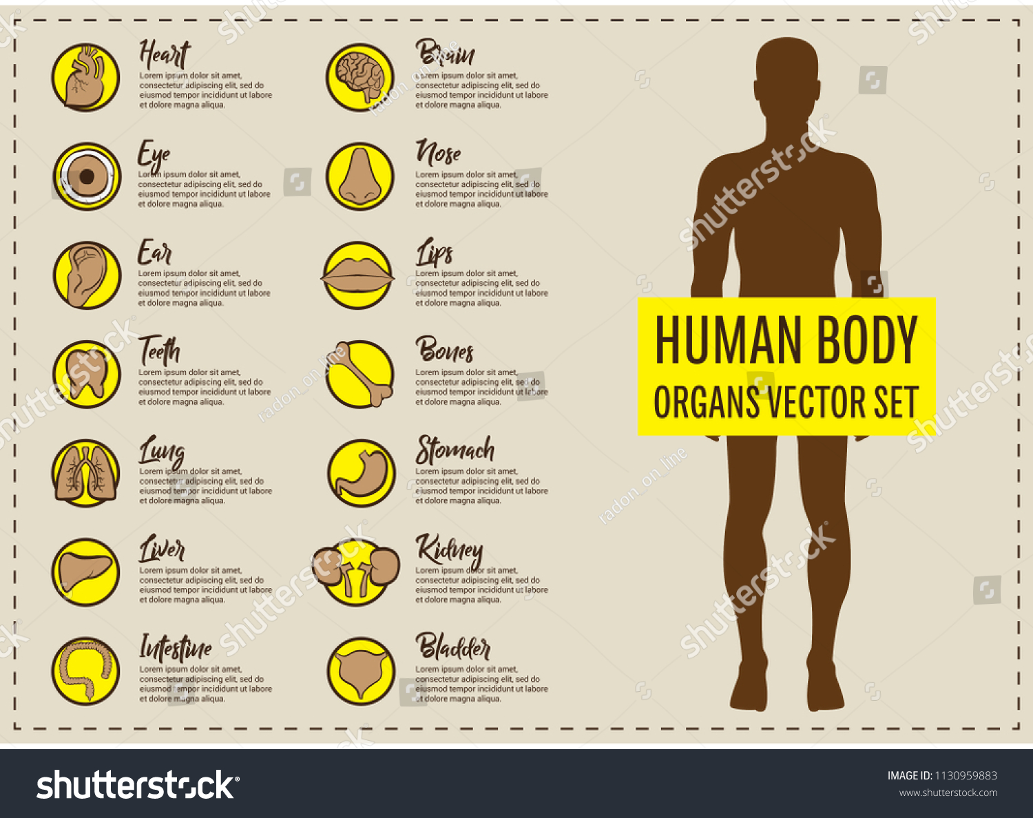 Human Body Organs Vector Set: เวกเตอร์สต็อก (ปลอดค่าลิขสิทธิ์ ...