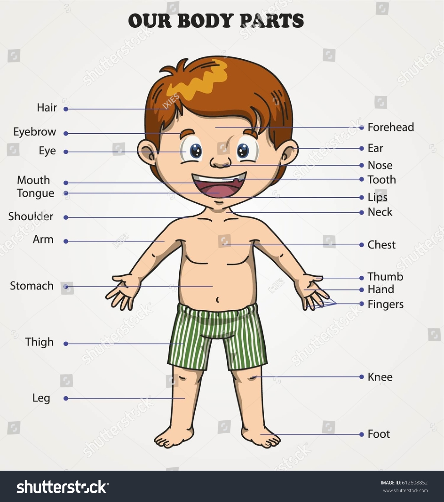 Human Body Part: เวกเตอร์สต็อก (ปลอดค่าลิขสิทธิ์) 612608852
